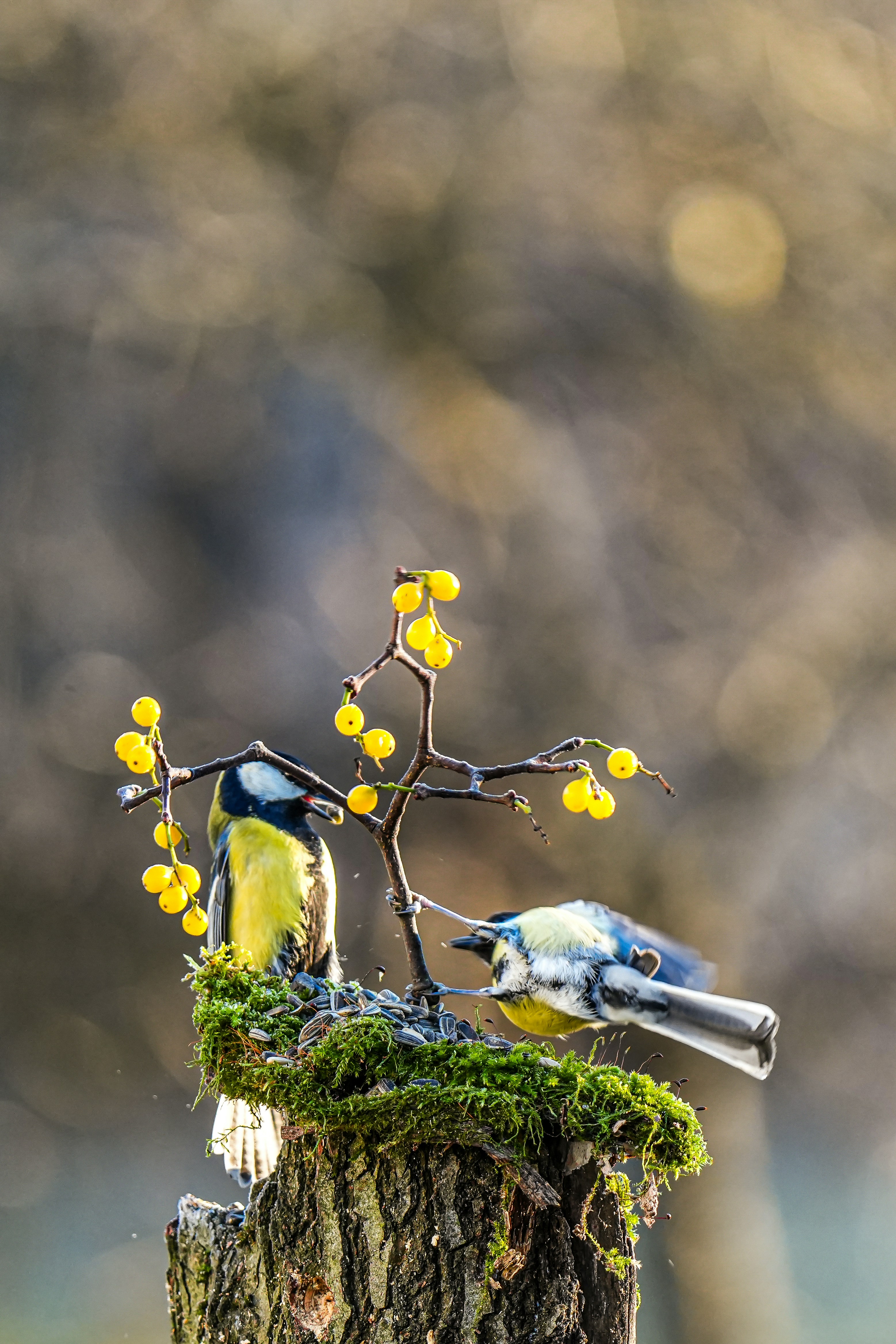 Two Great Tits on a Mossy Post with Yellow Berries