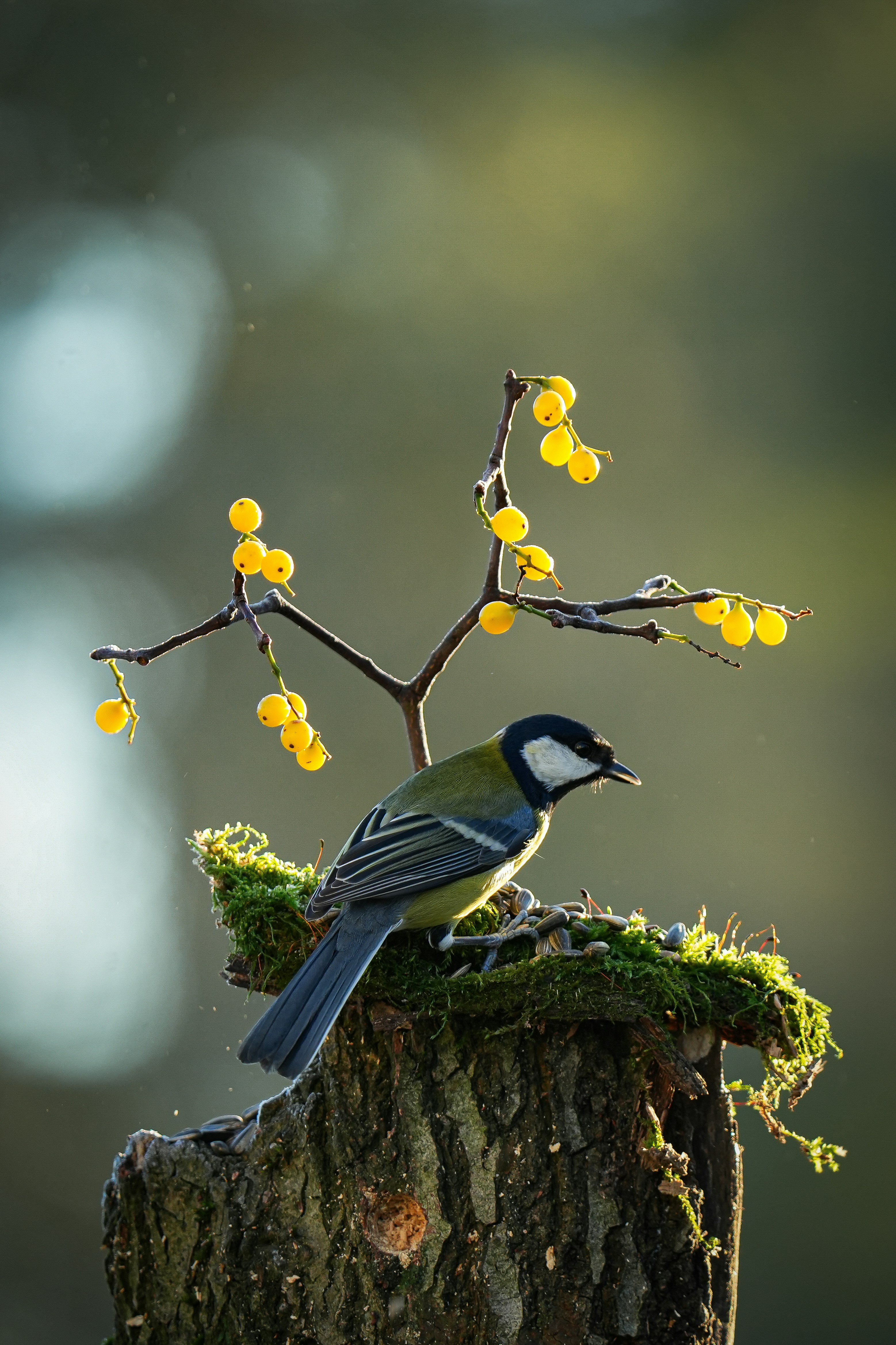 Yellow-berry Branch Overlooking a Mossy stump with a Blue Tit