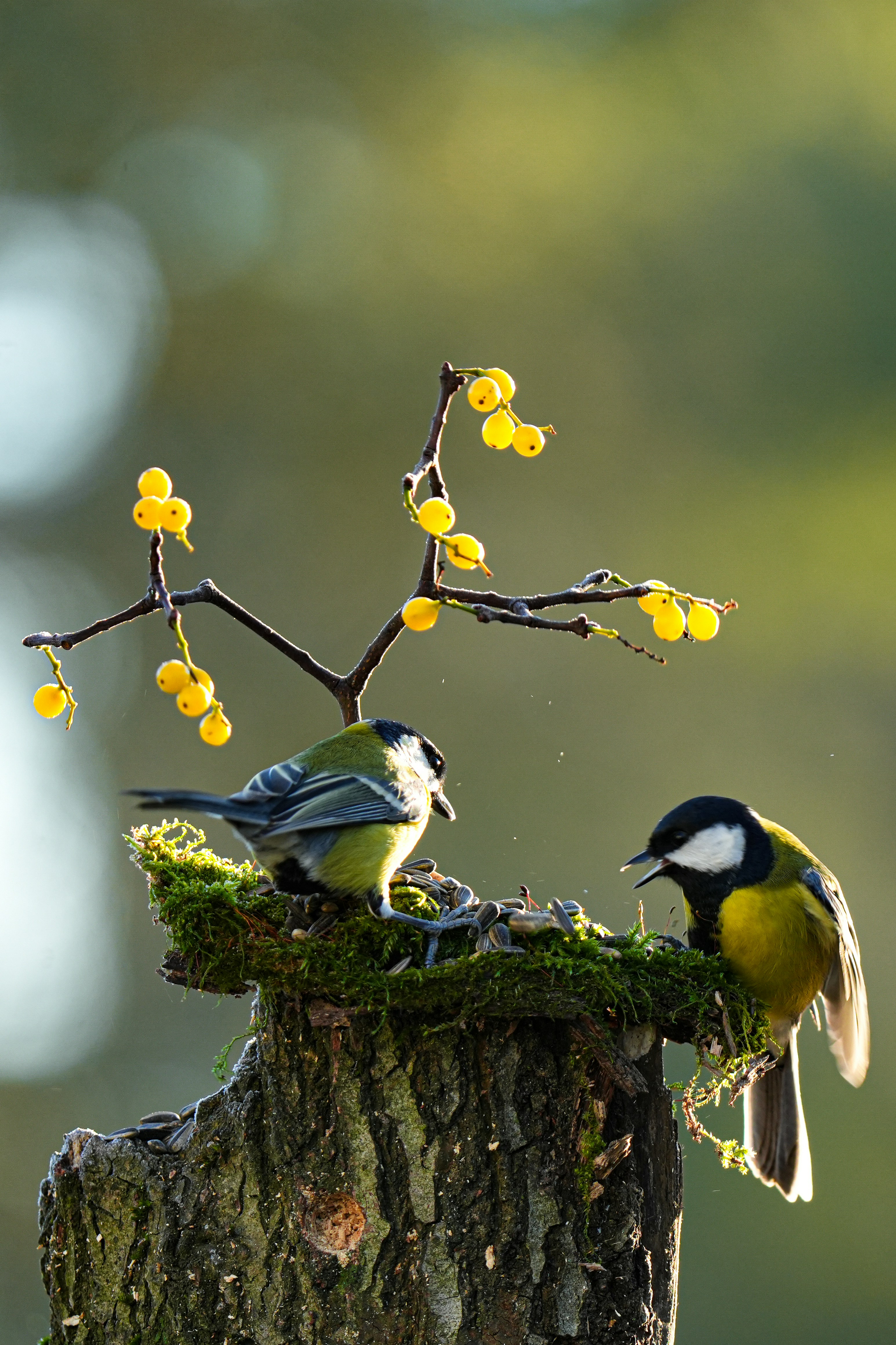 Yellow-berry Branch Overlook: Two Great Tits Perched on Mossy Timber