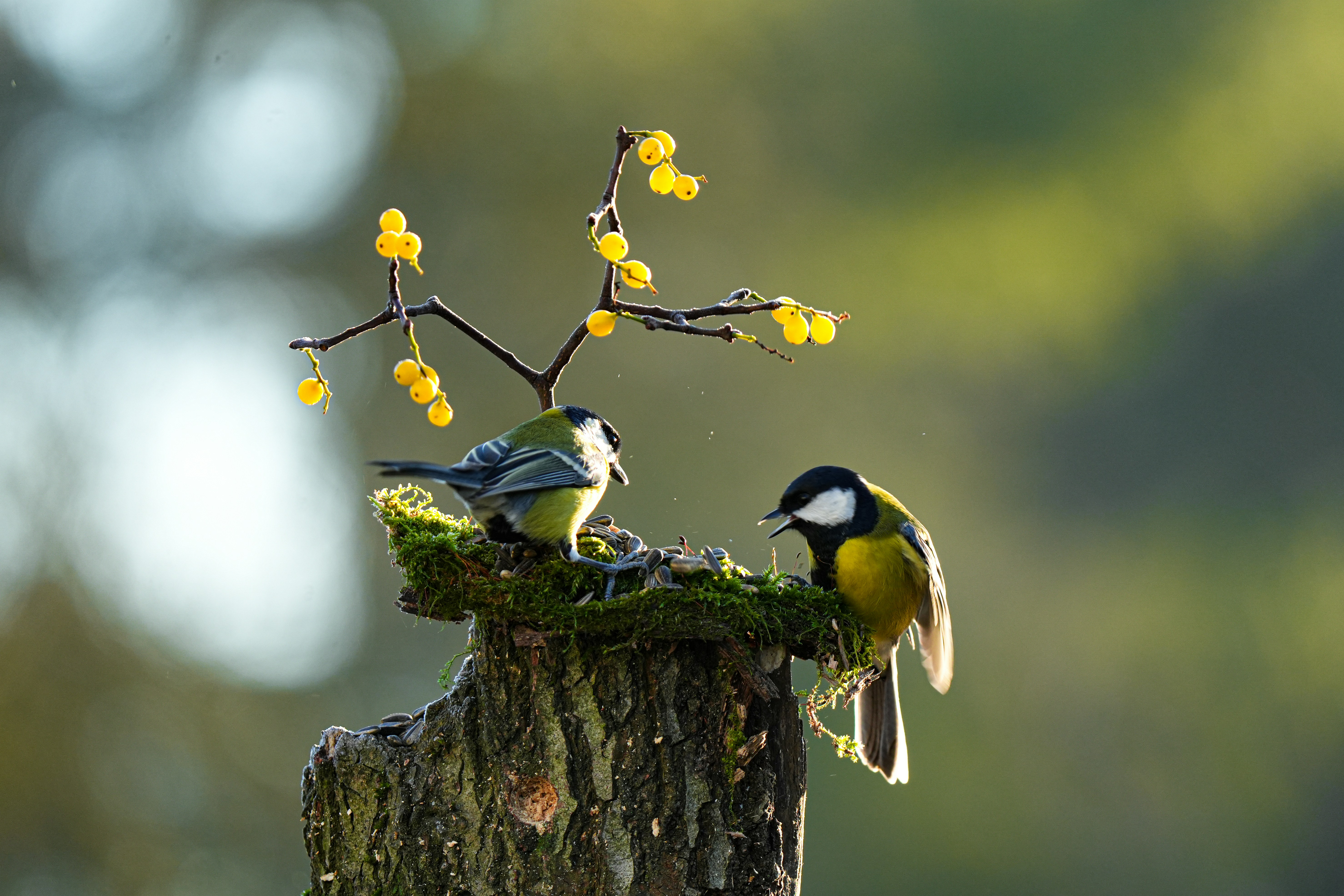 Two great tits perched on a mossy stumpNikola  Tomašić