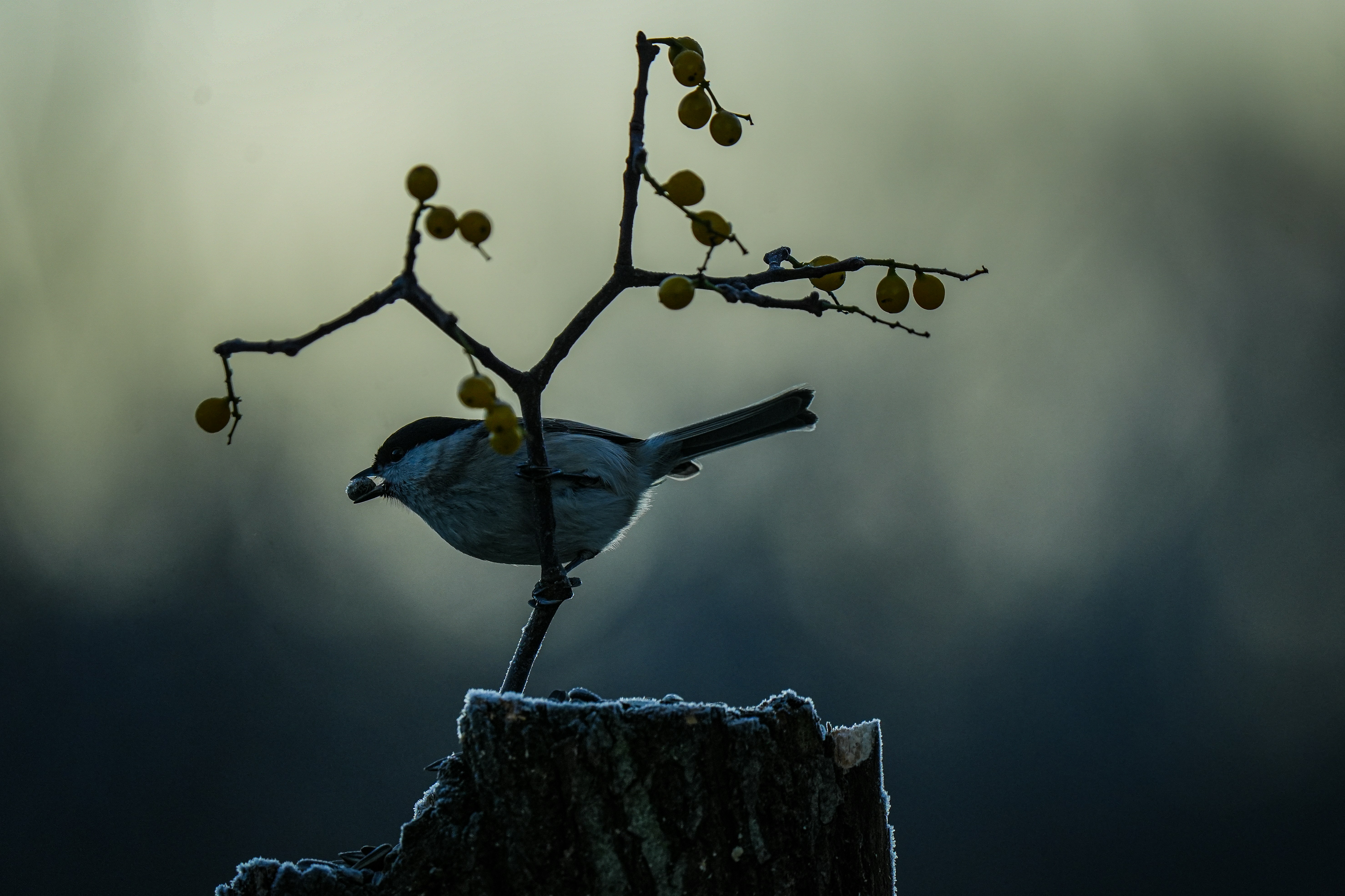 Blue-gray Bird Perched on frost-kissed stump beneath a bare branch