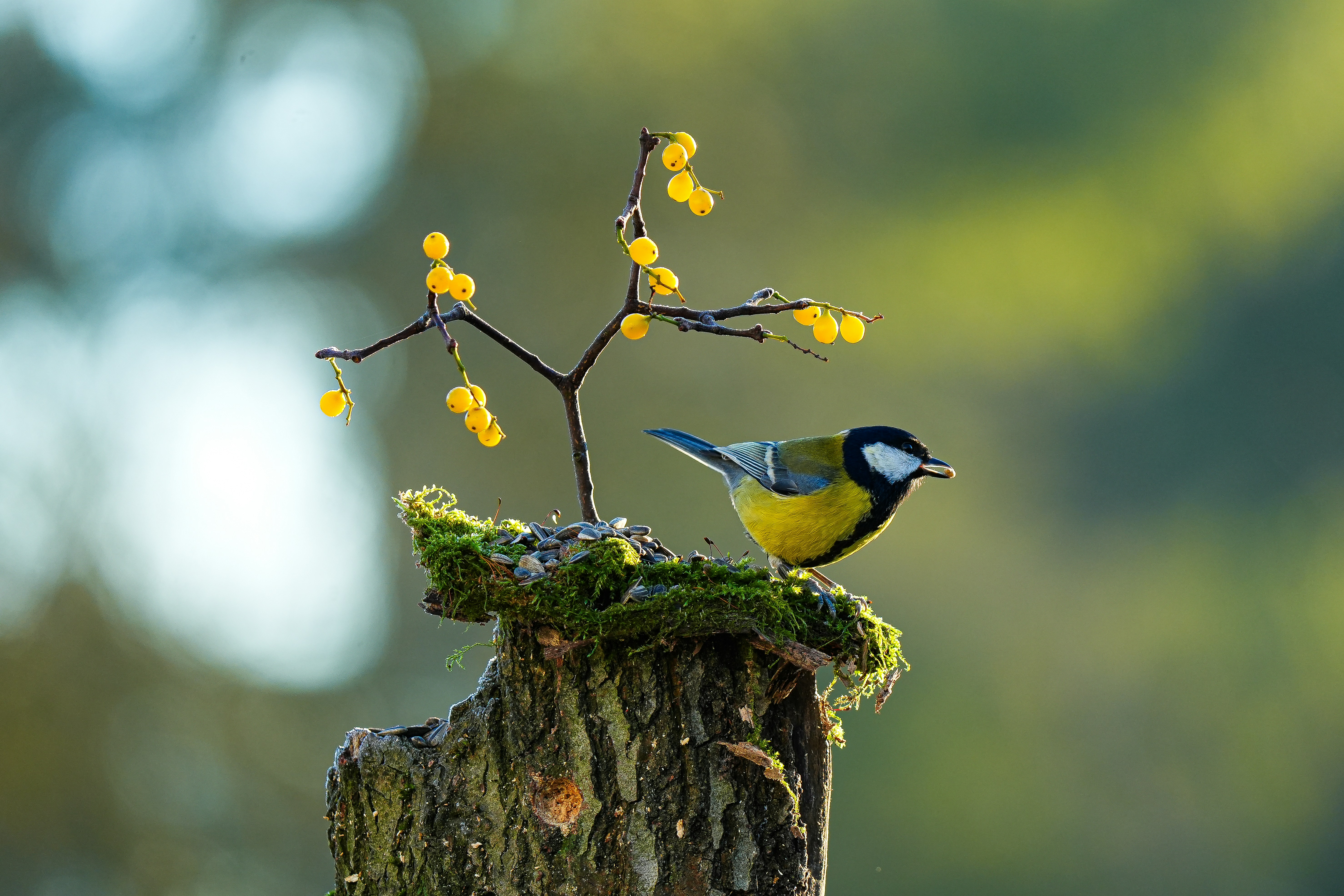 Photo by Nikola  Tomašić with Sony Alpha 7 IV