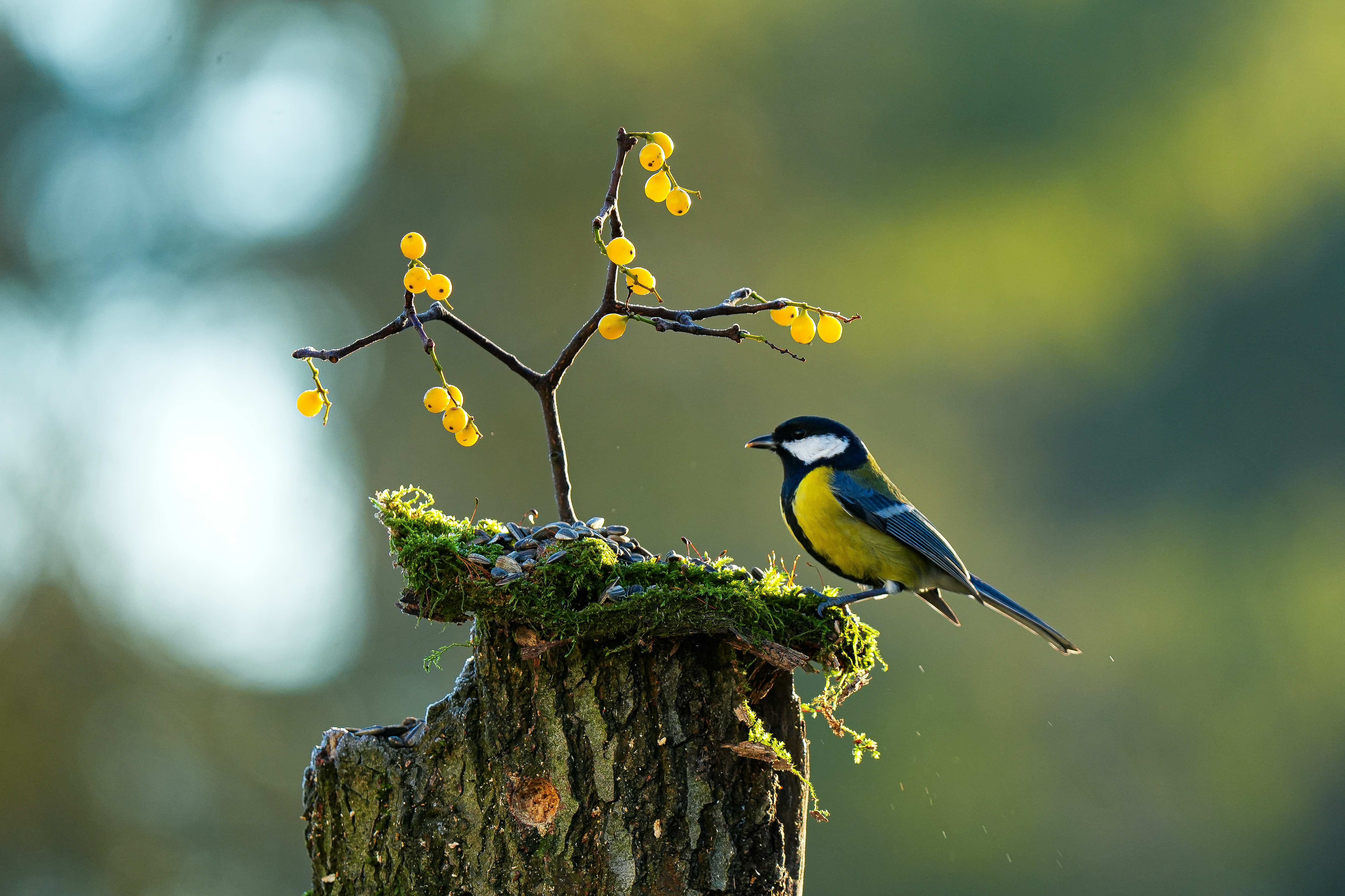 Photo by Nikola  Tomašić with Sony Alpha 7 IV