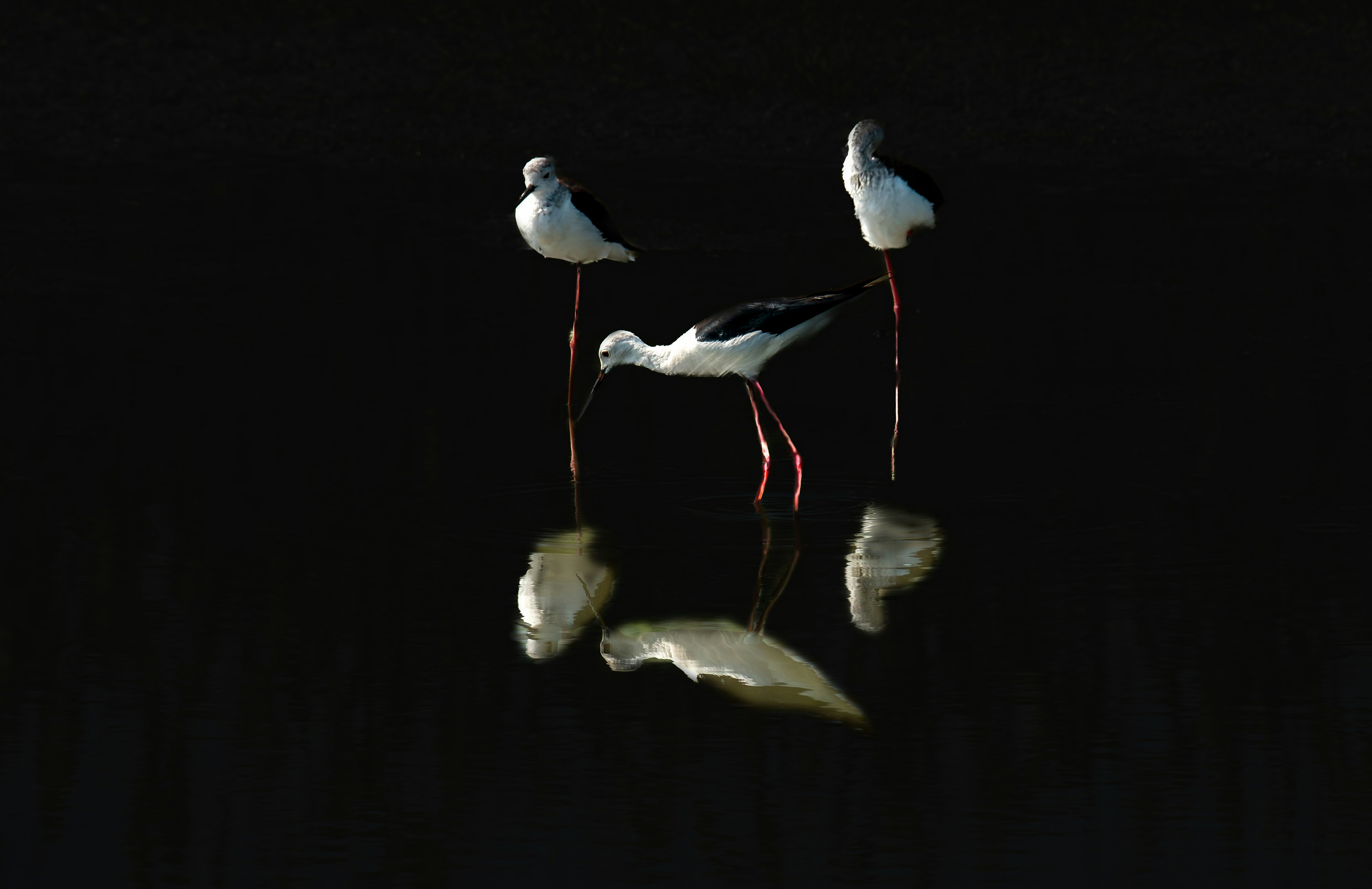 Three stilts and a shadow: nocturnal waders across a glassy pool