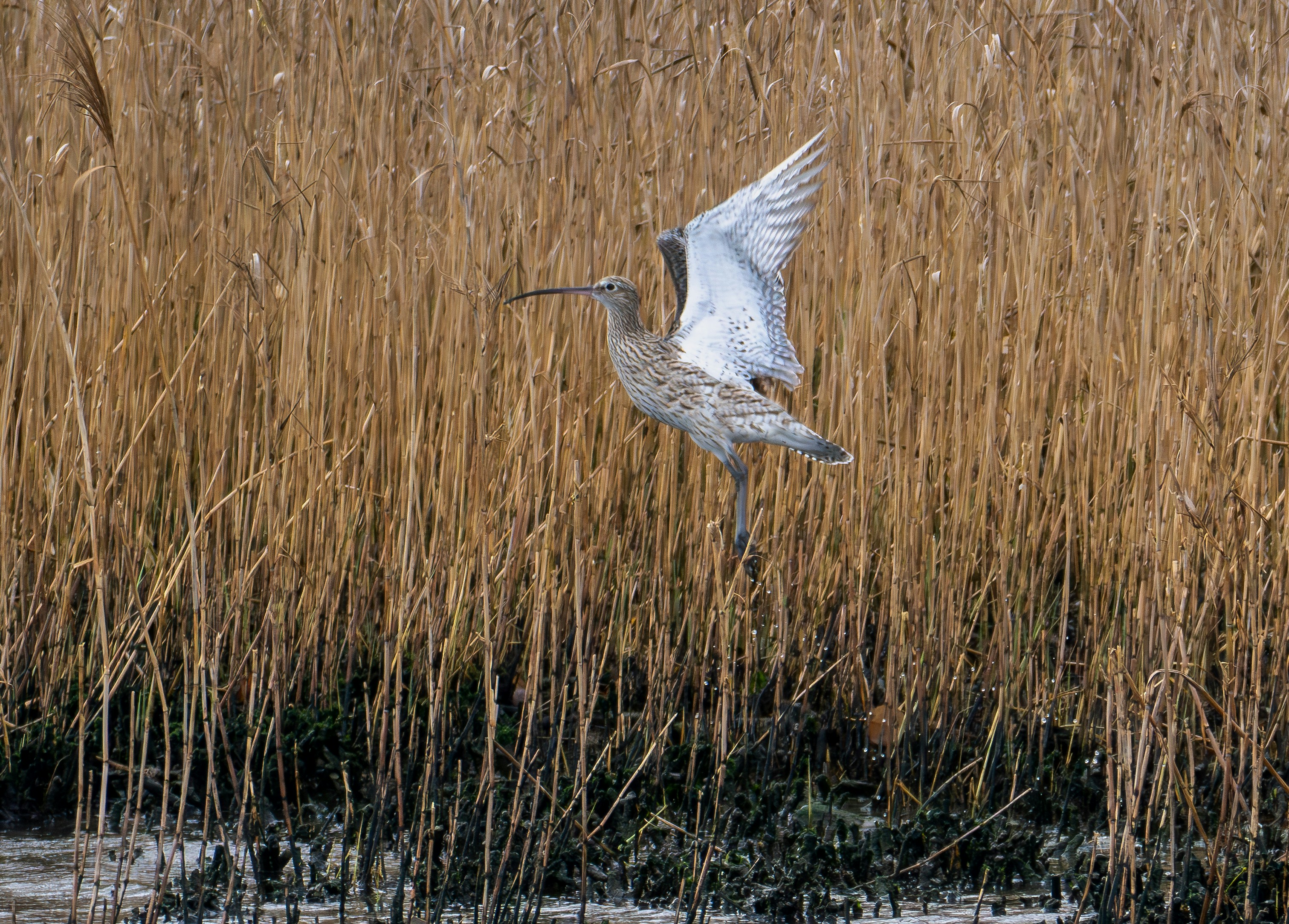 Heron in the Reeds: A Moment Above the Marsh