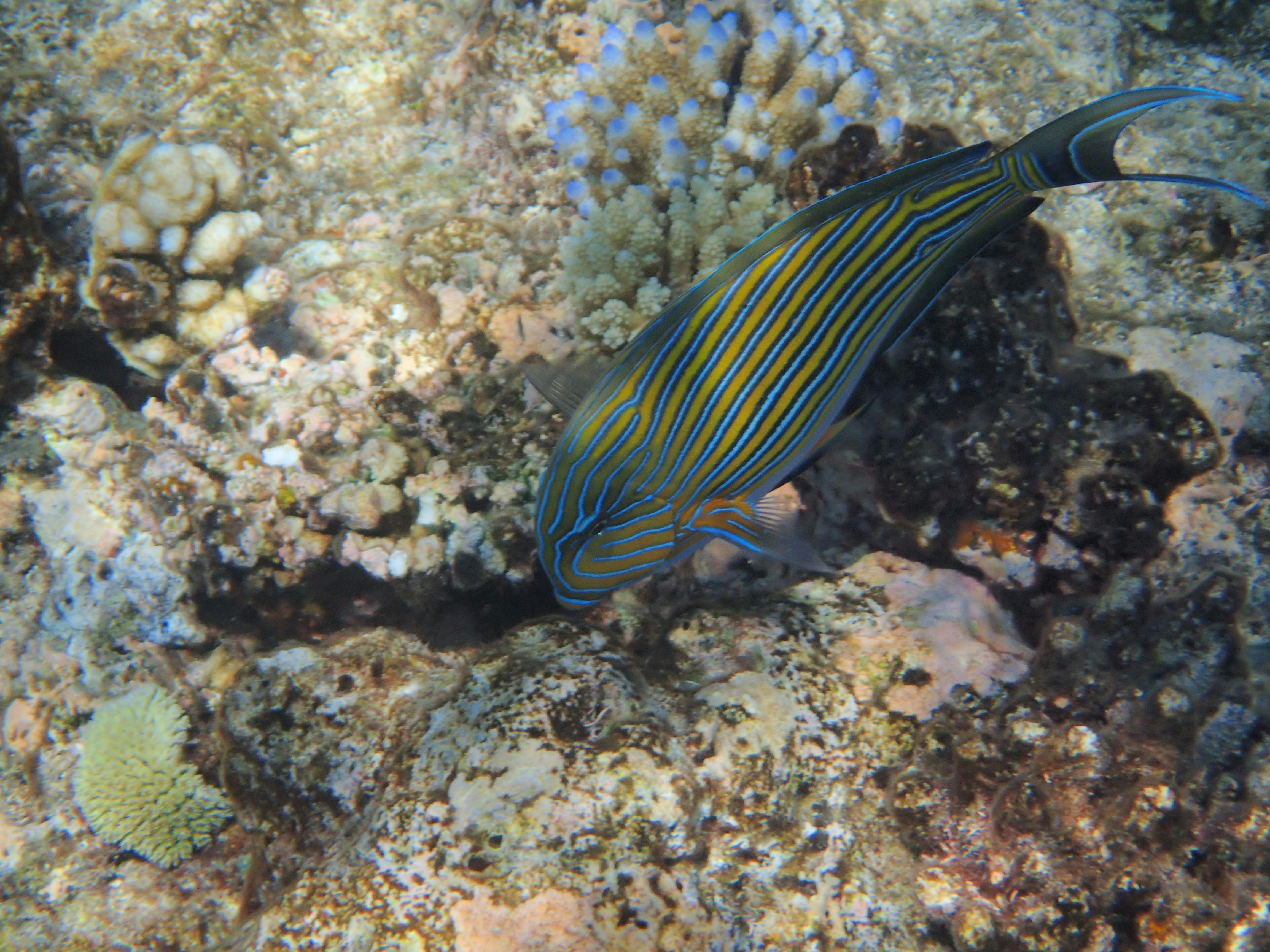 Photo by Maddison Lavanda with Olympus Tough TG-4