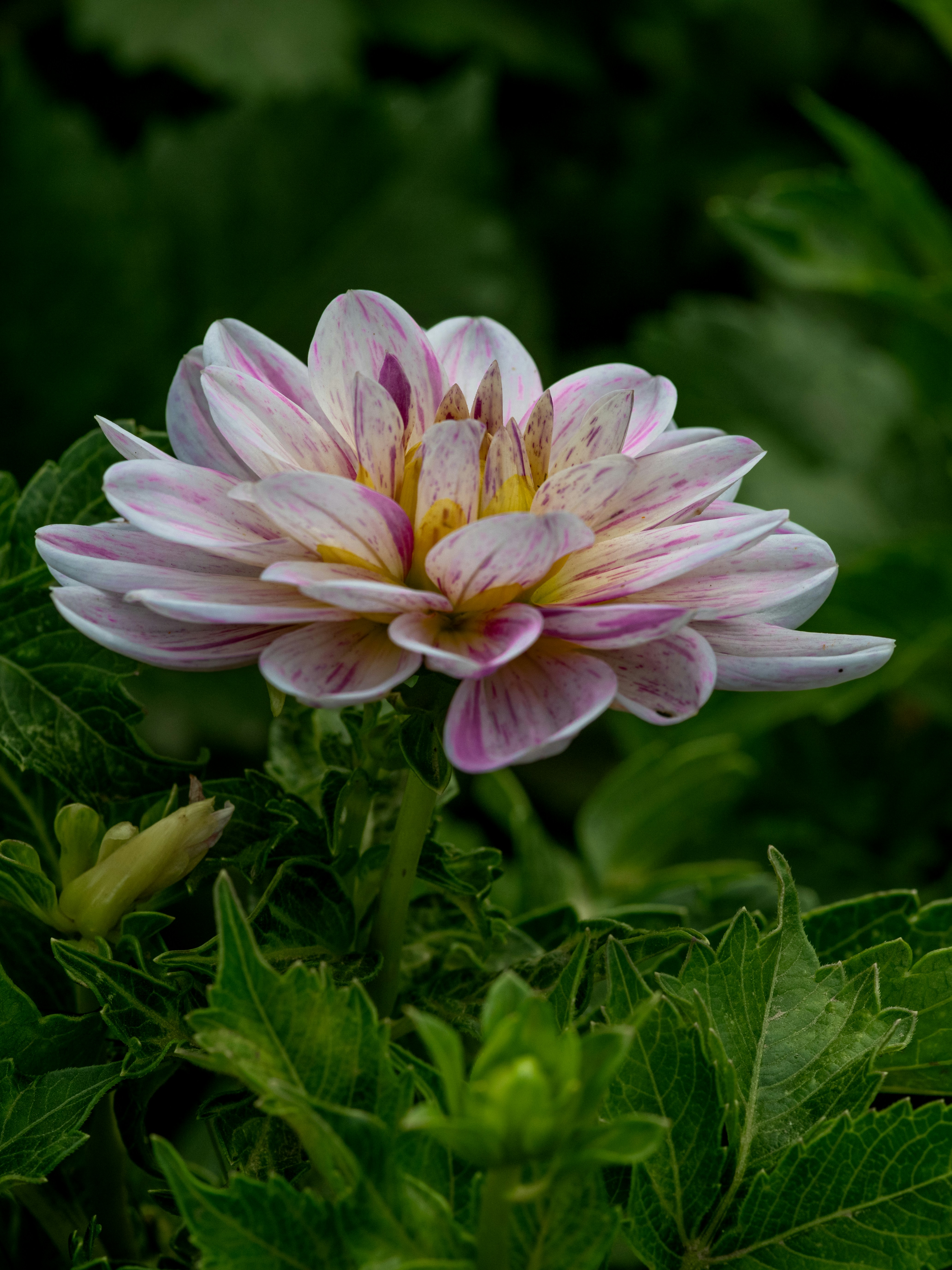Petaled Spotlight: A Pink-White Dahlia Centered in Lush Green