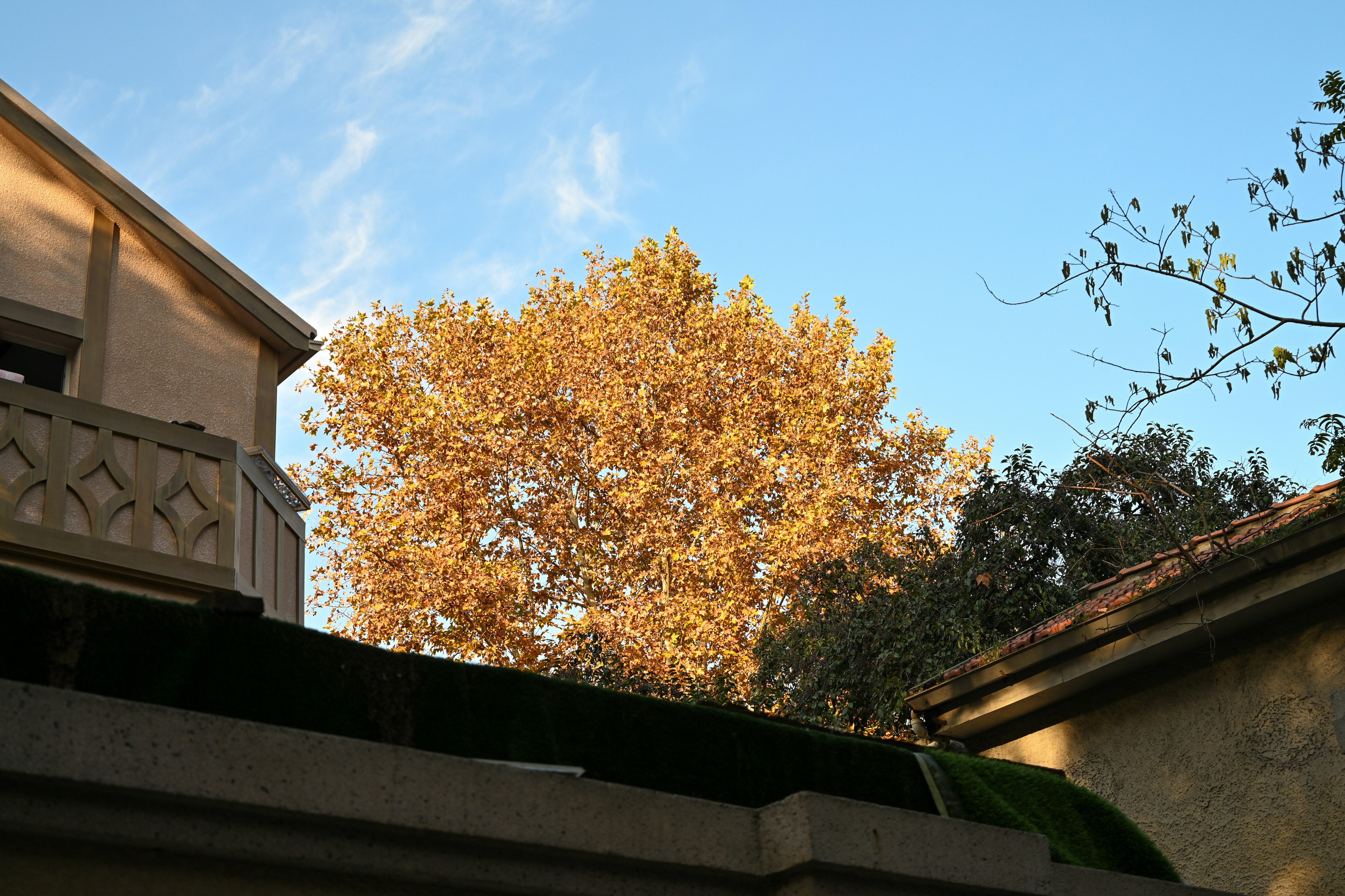 Autumn Crown Over a Quiet Courtyard Roof