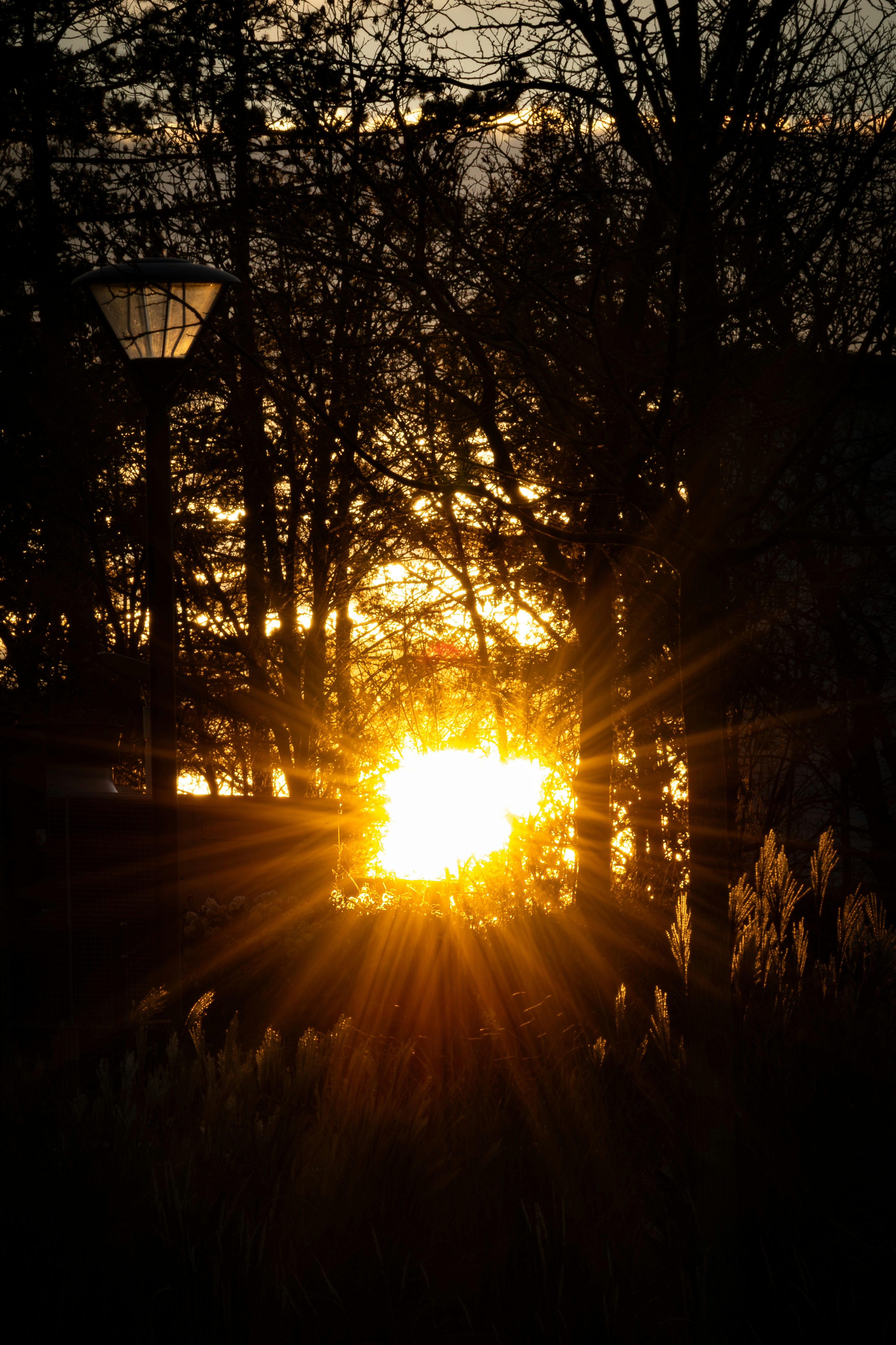 Sunburst Through Winter Branches at Dusk