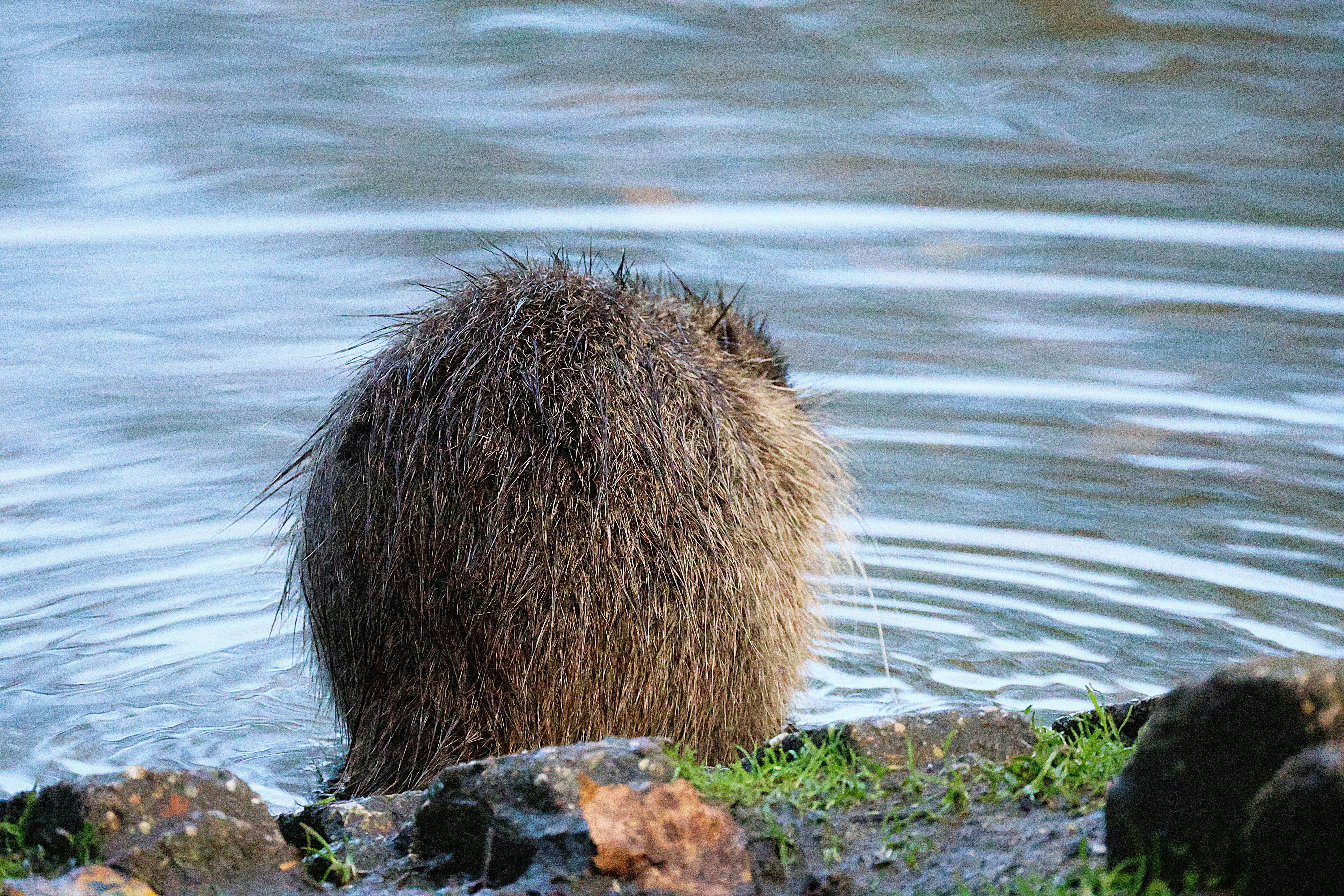 Beaver at Water's Edge: Buried in a Quiet Riverside Moment