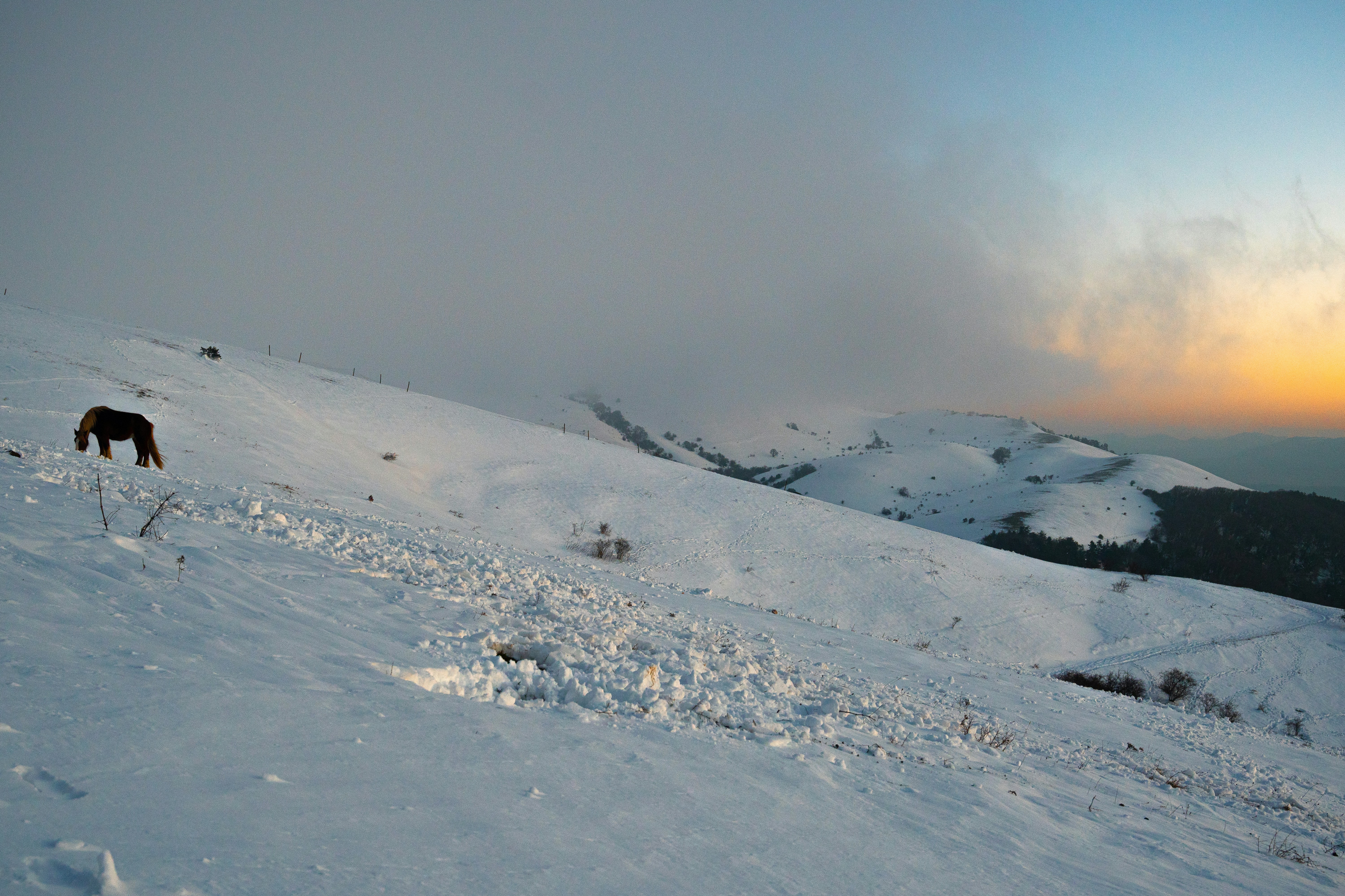Solitary Horse on a Snow Slope Under a Distant Sunrise