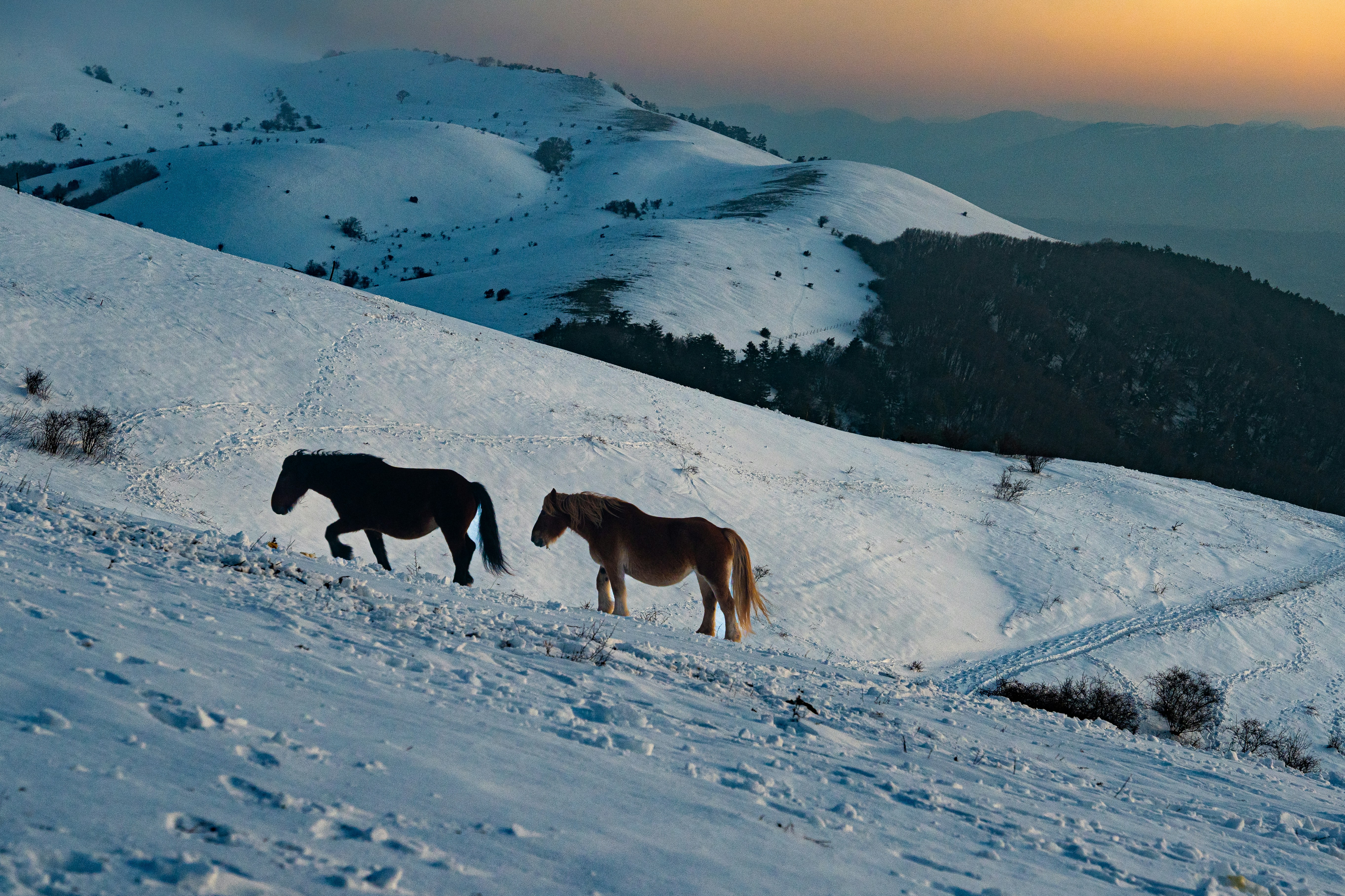 Two Horses on a Snow-Covered Ridge at Dusk