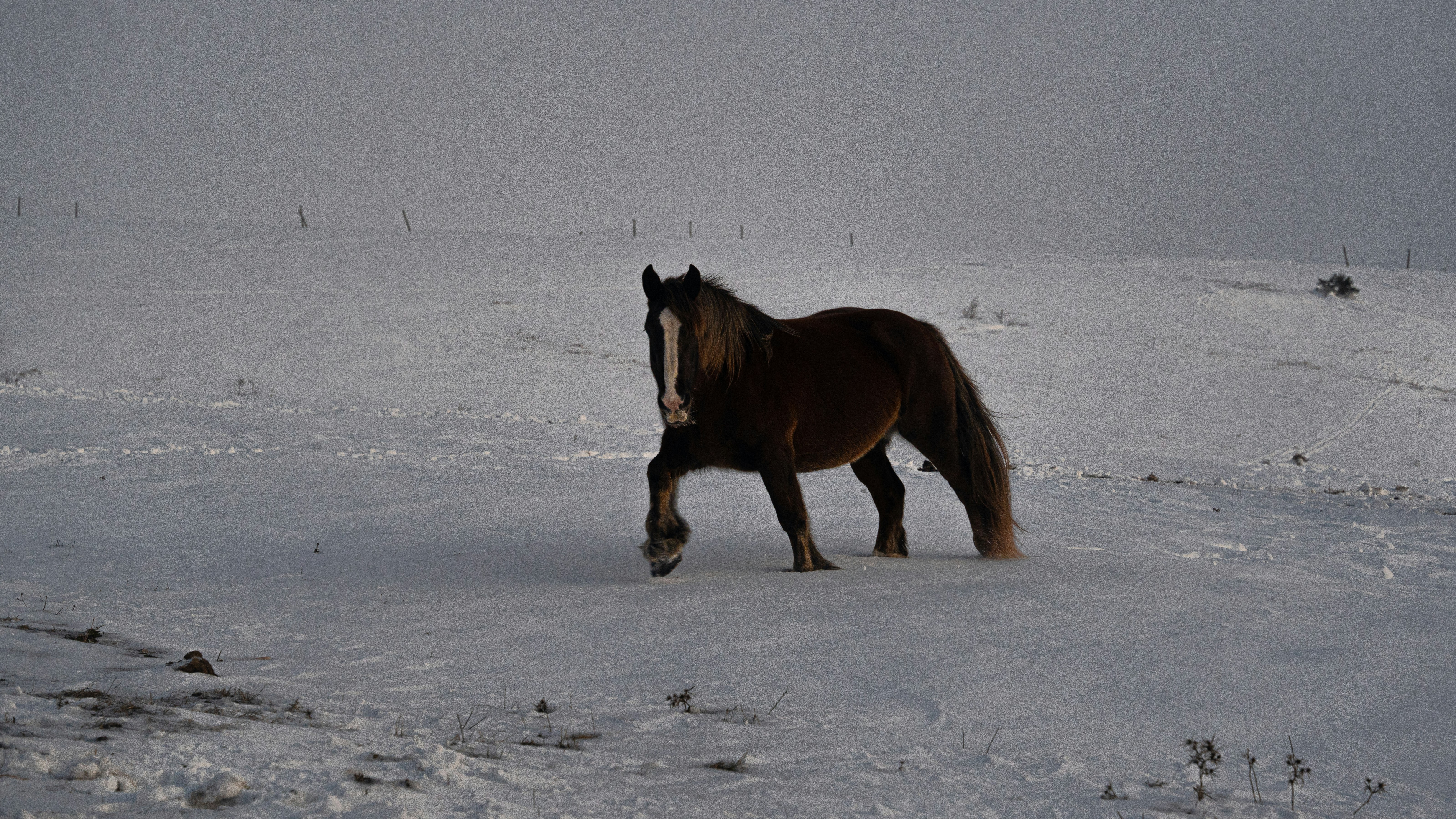 Winter Mrescent: A lone horse on a snow-dusted plain