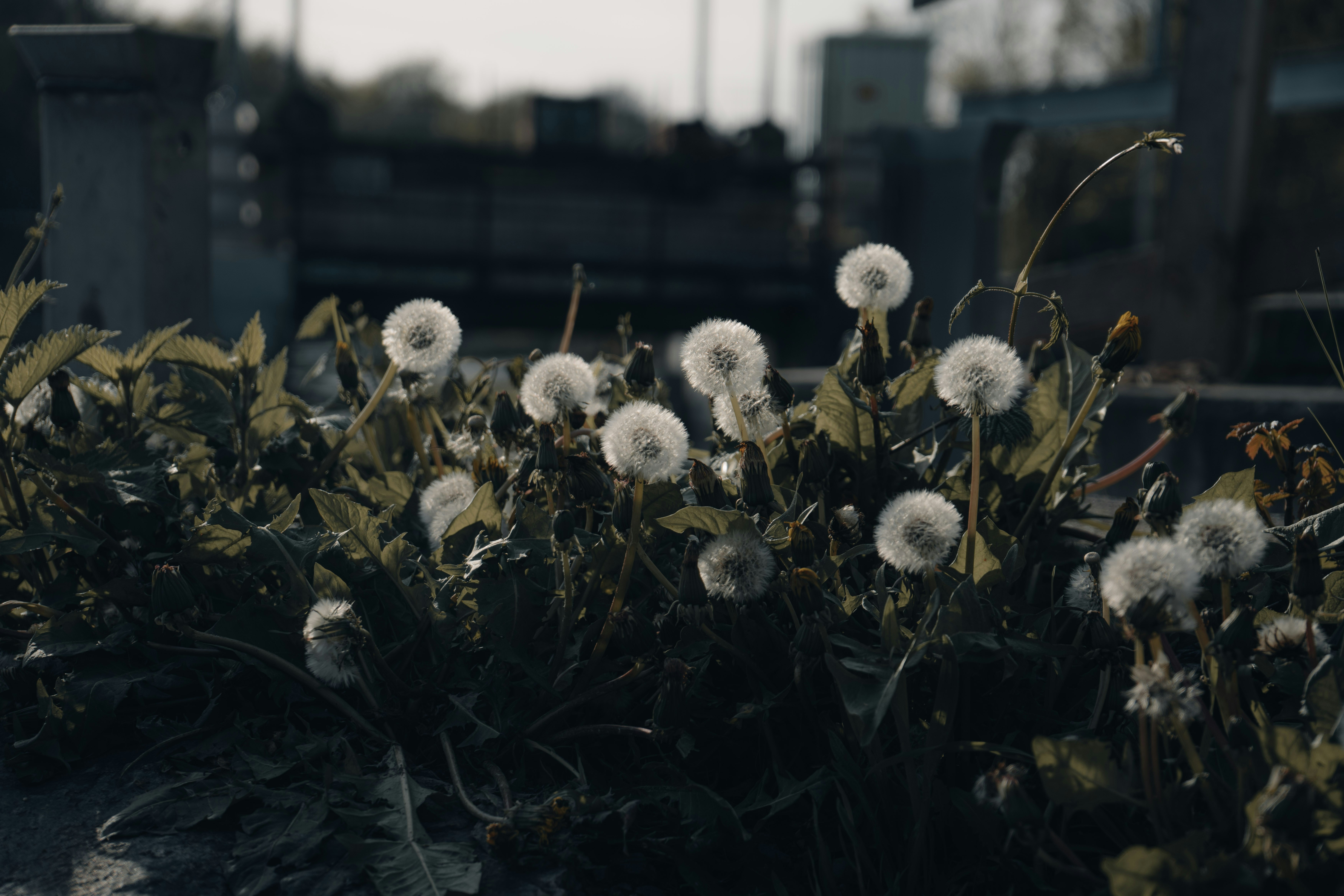 Dandelion Seeds on a Dusk-Quiet Roof
