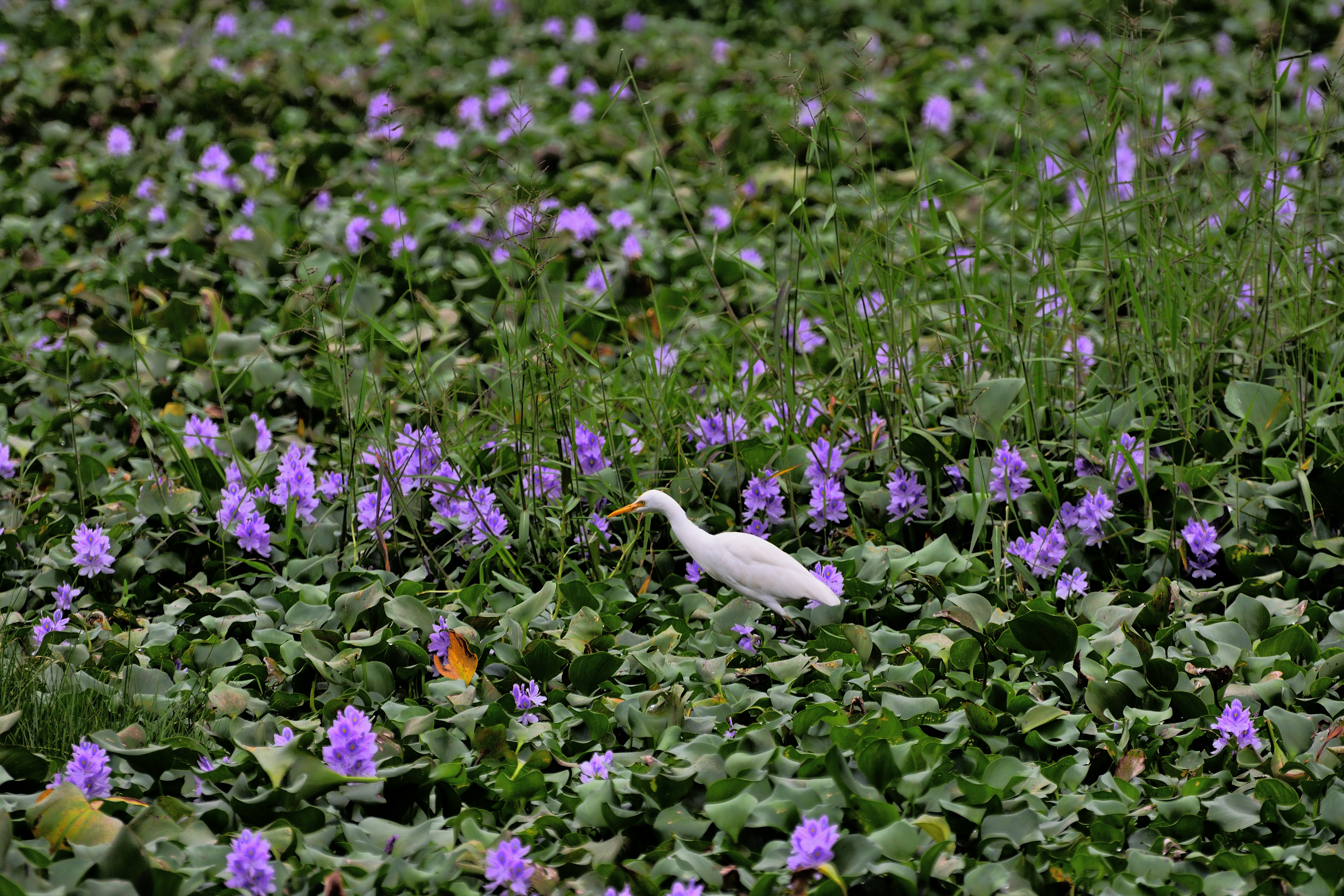 Single White Heron Among Lilac Blooms
