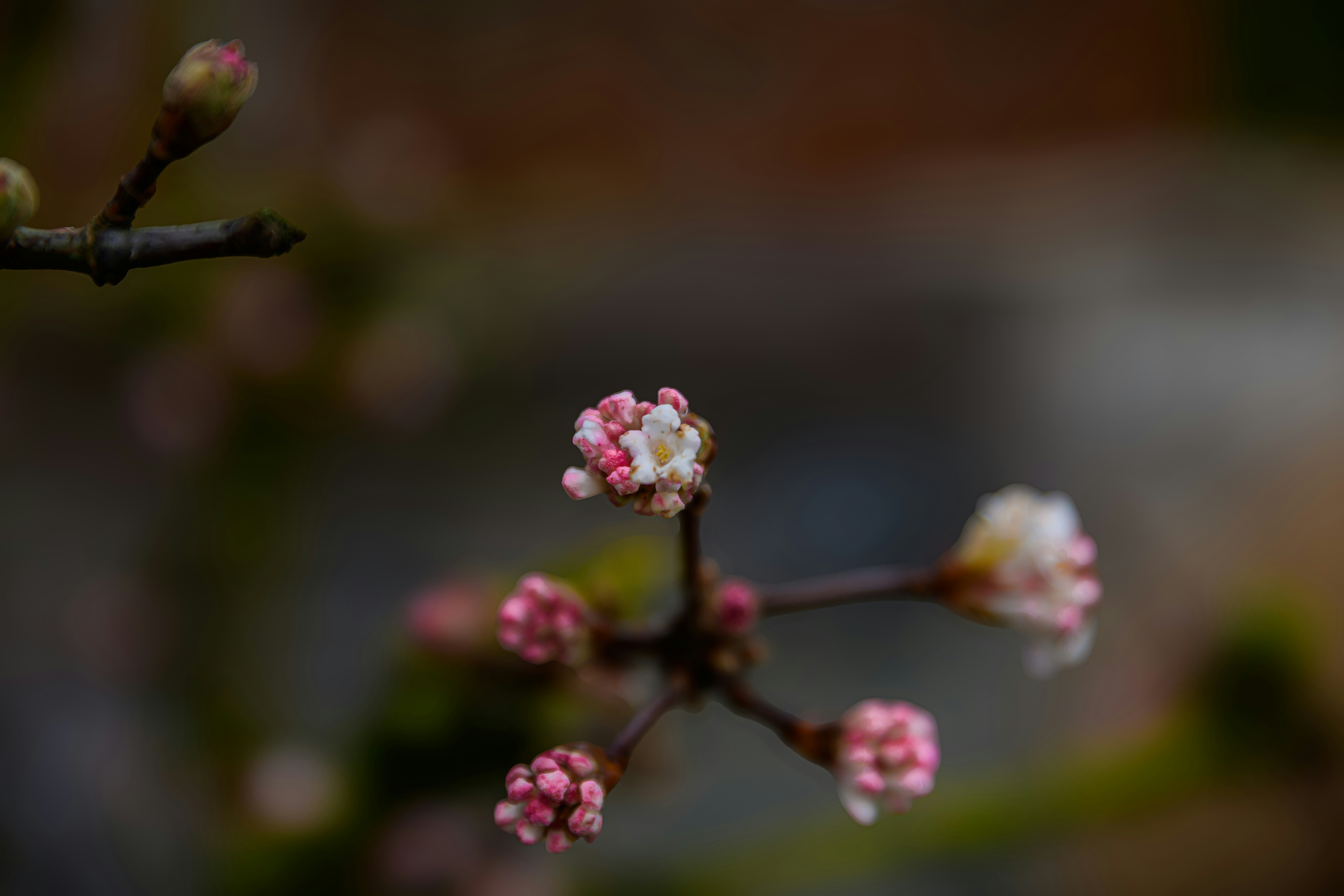 Blooming on a Quiet Branch: A Close-Up of a Delicate Bud Cluster