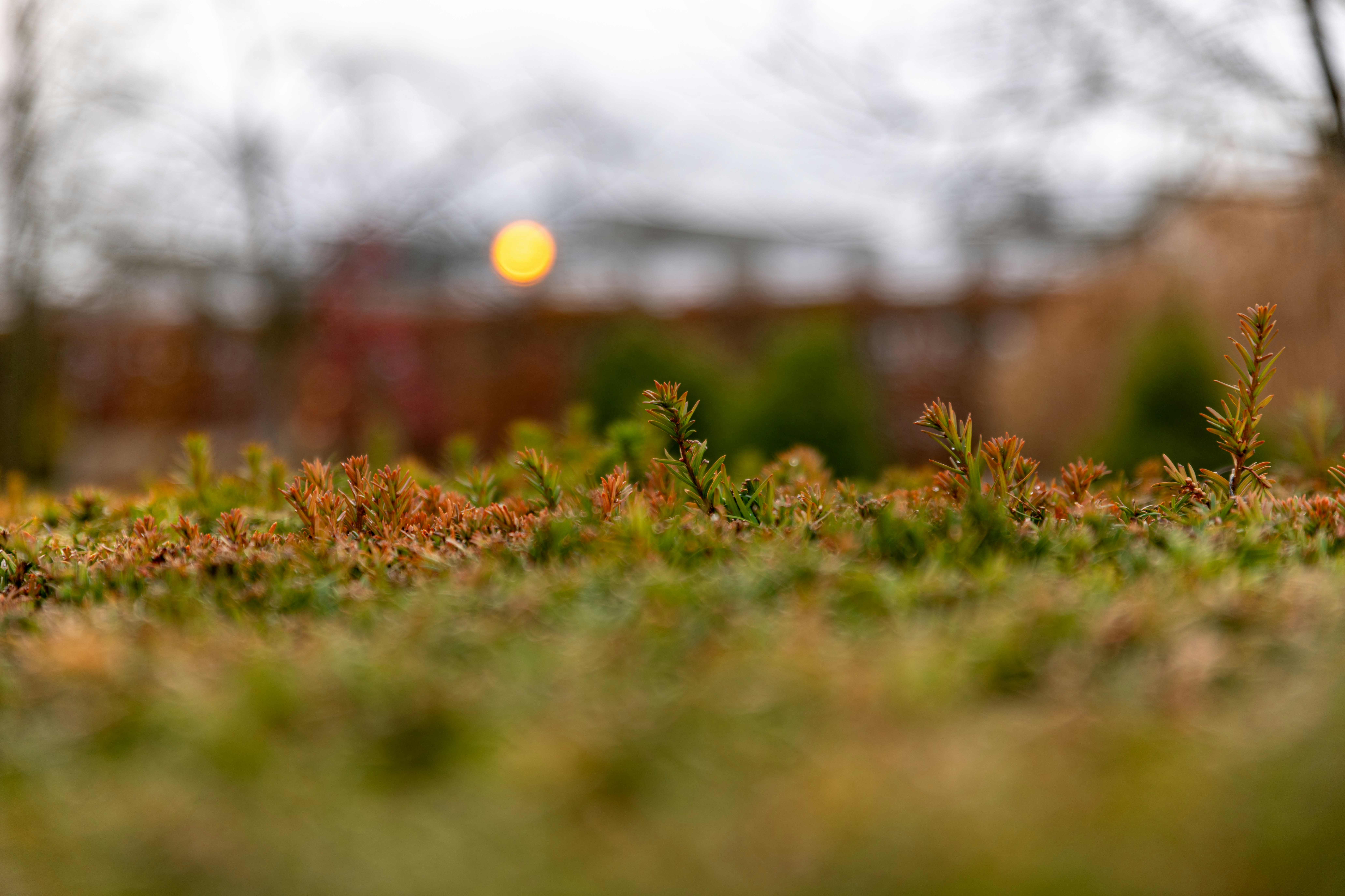 Early Morning Hedge: Close-Up on Sprouting Growth with a Blurred Distant Sun