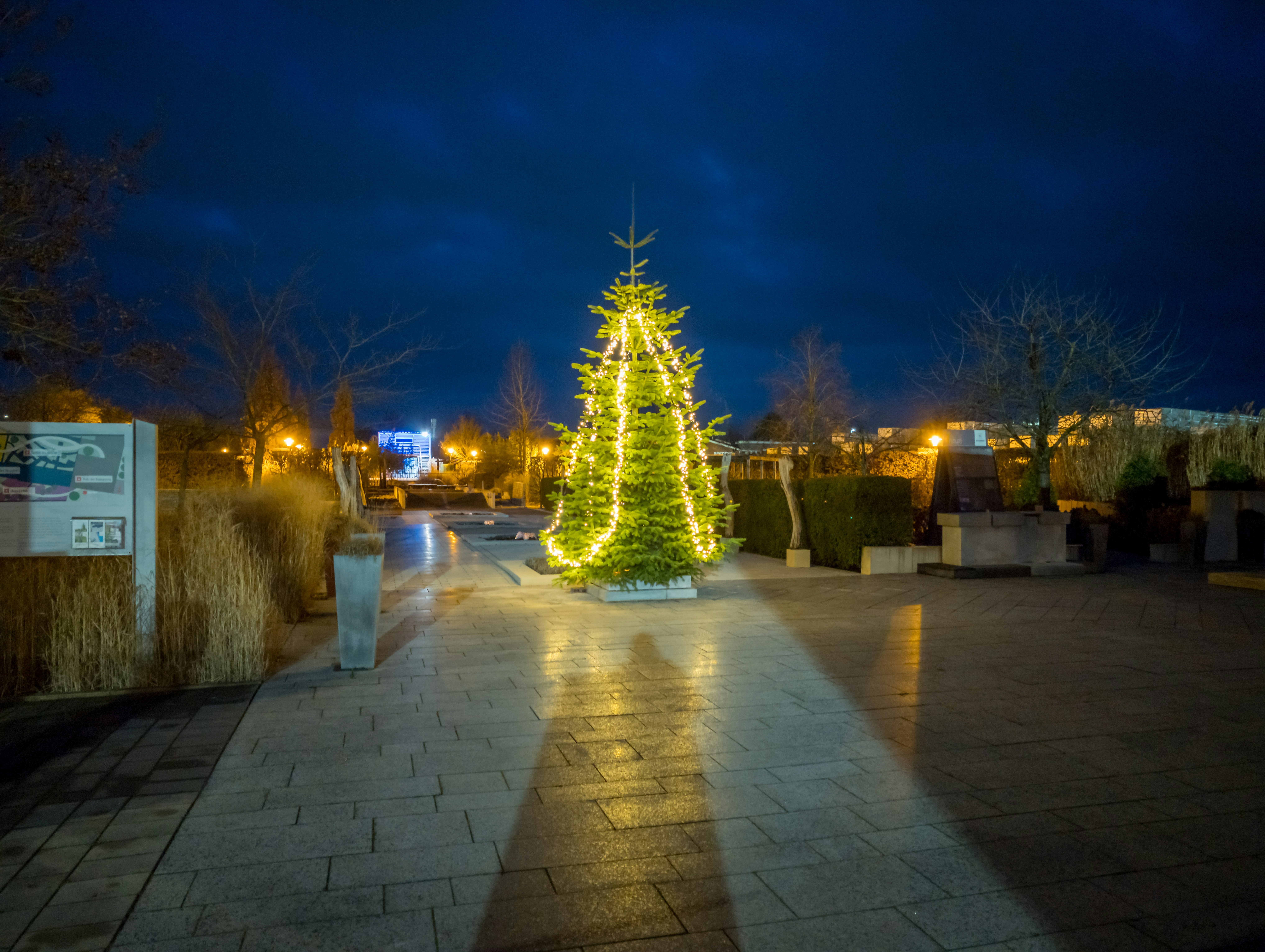 Glowing Christmas Tree at Center Court of Evening Plaza