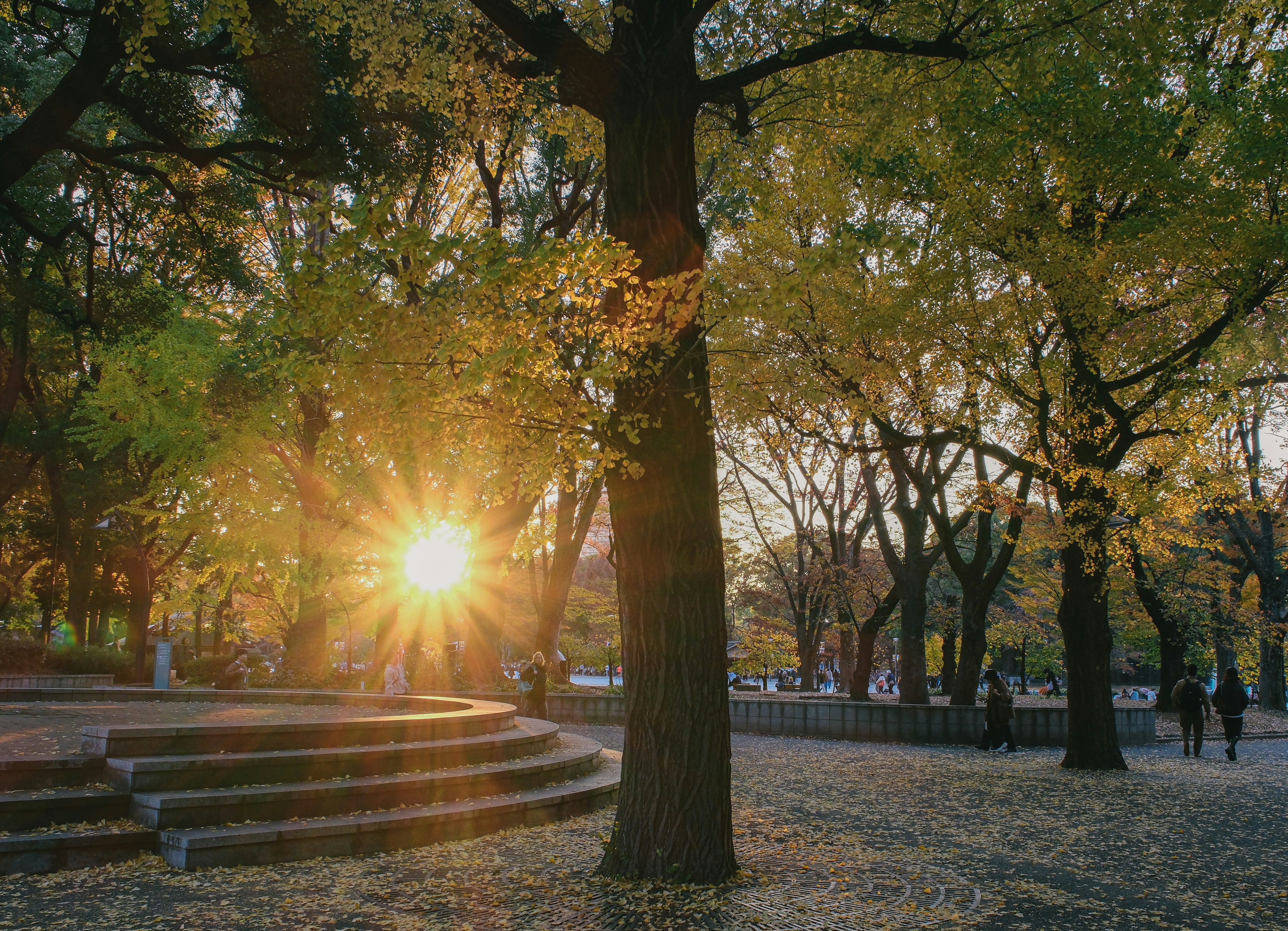Sunlit Steps in an Autumn Park