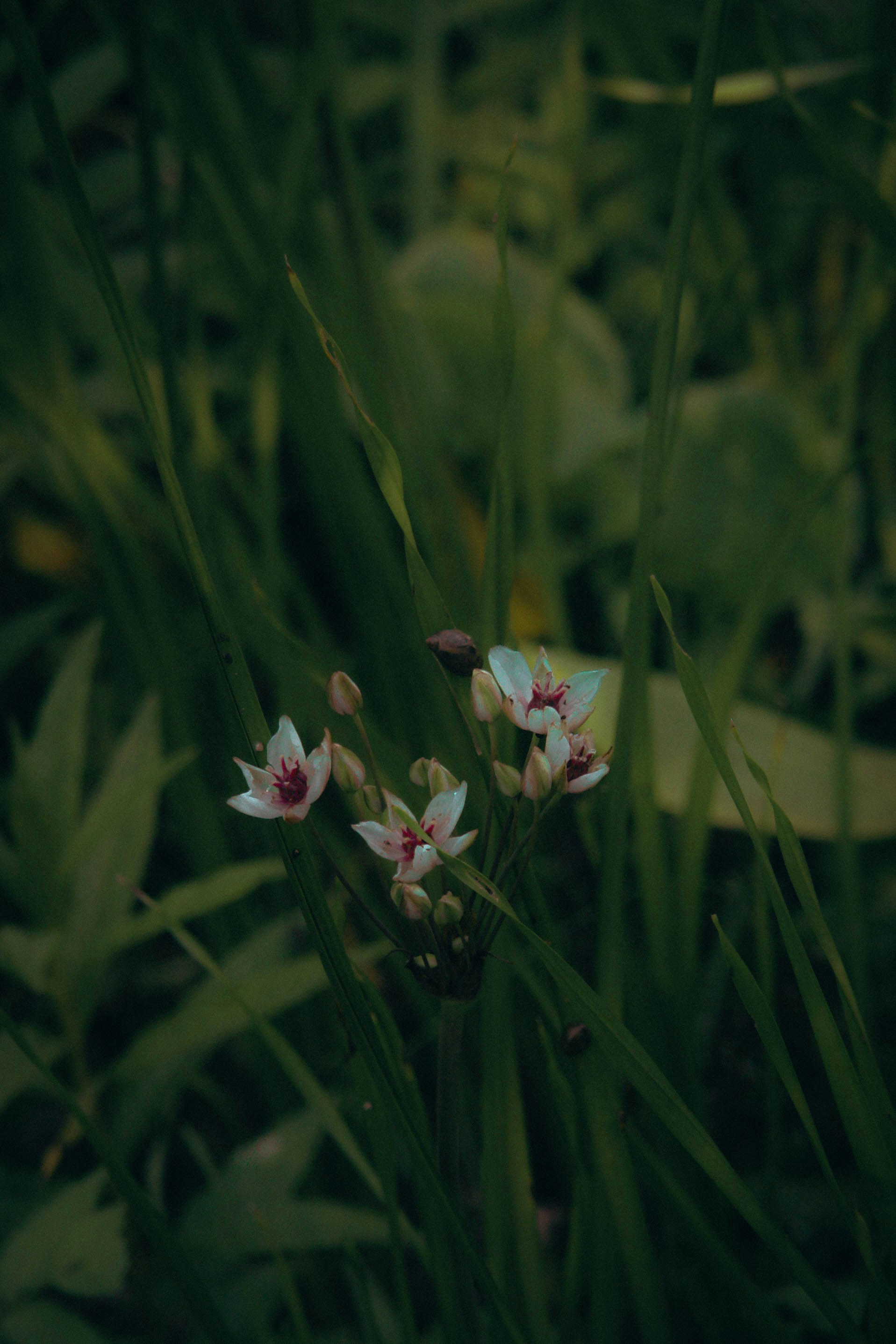 Delicate white flowers with pink centers bloom in grass.