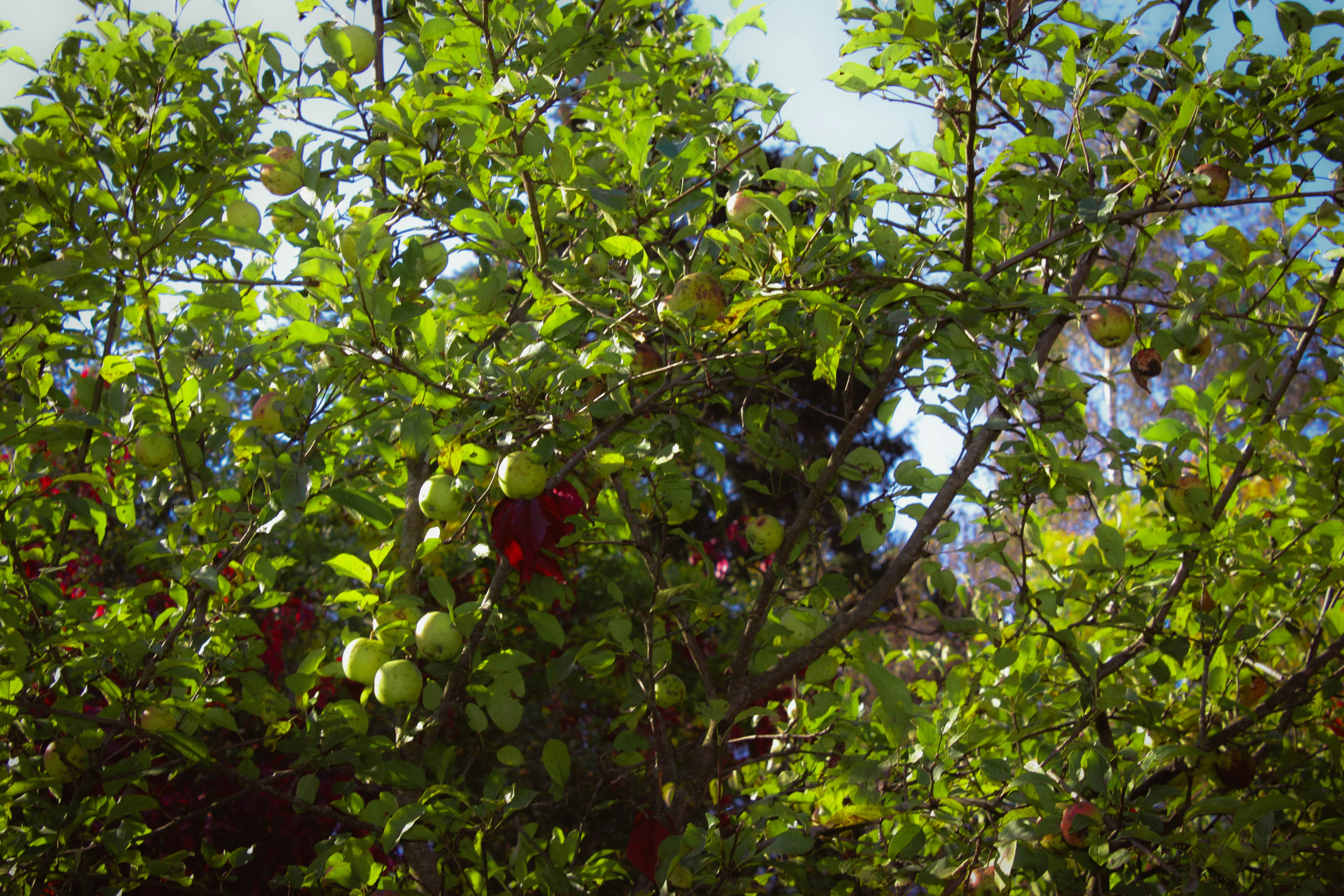 Apples hanging on a tree branch with leaves photo – Free Outdoor Image ...