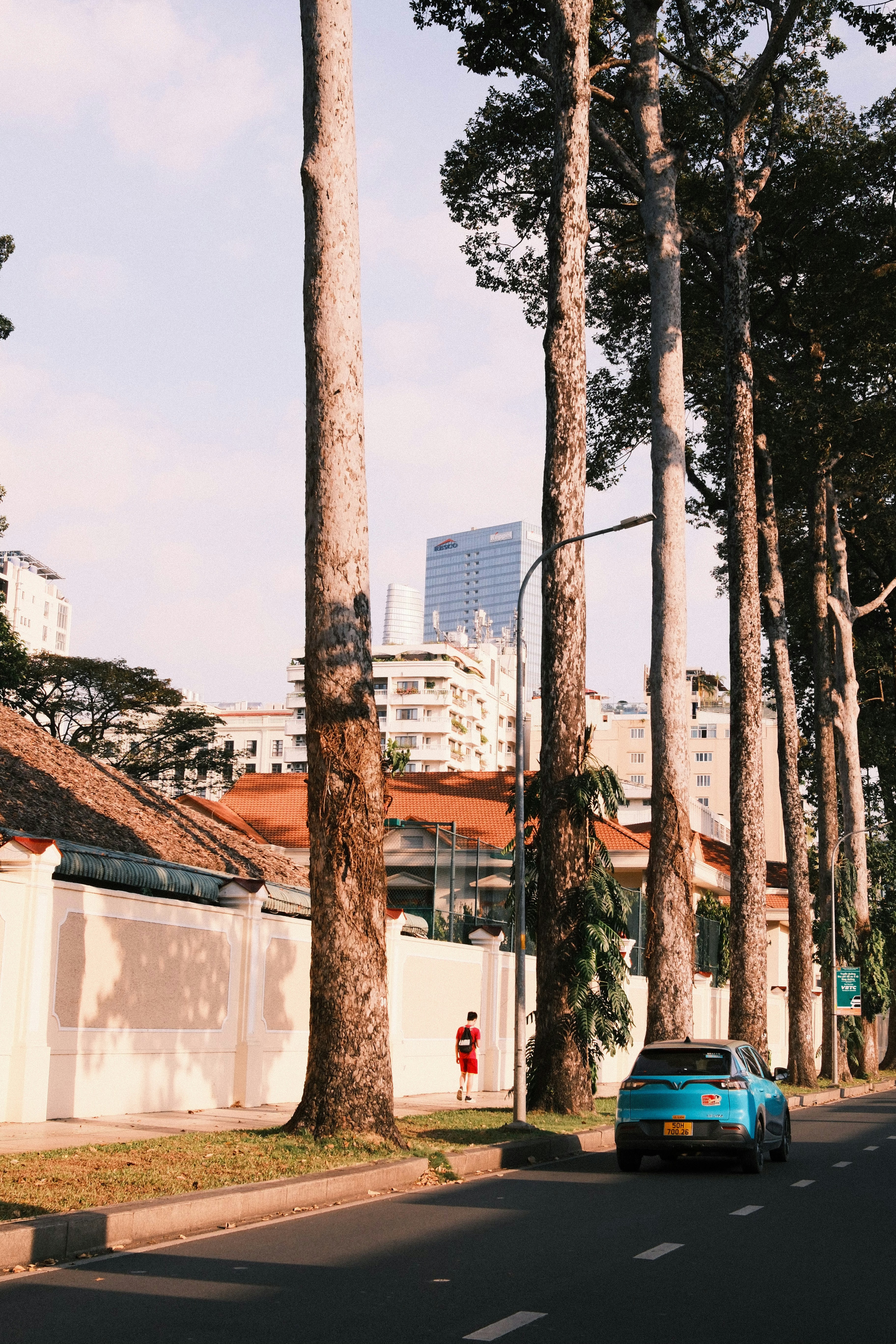 Urban Corridor: A Street Scene Framed by Towering Pines