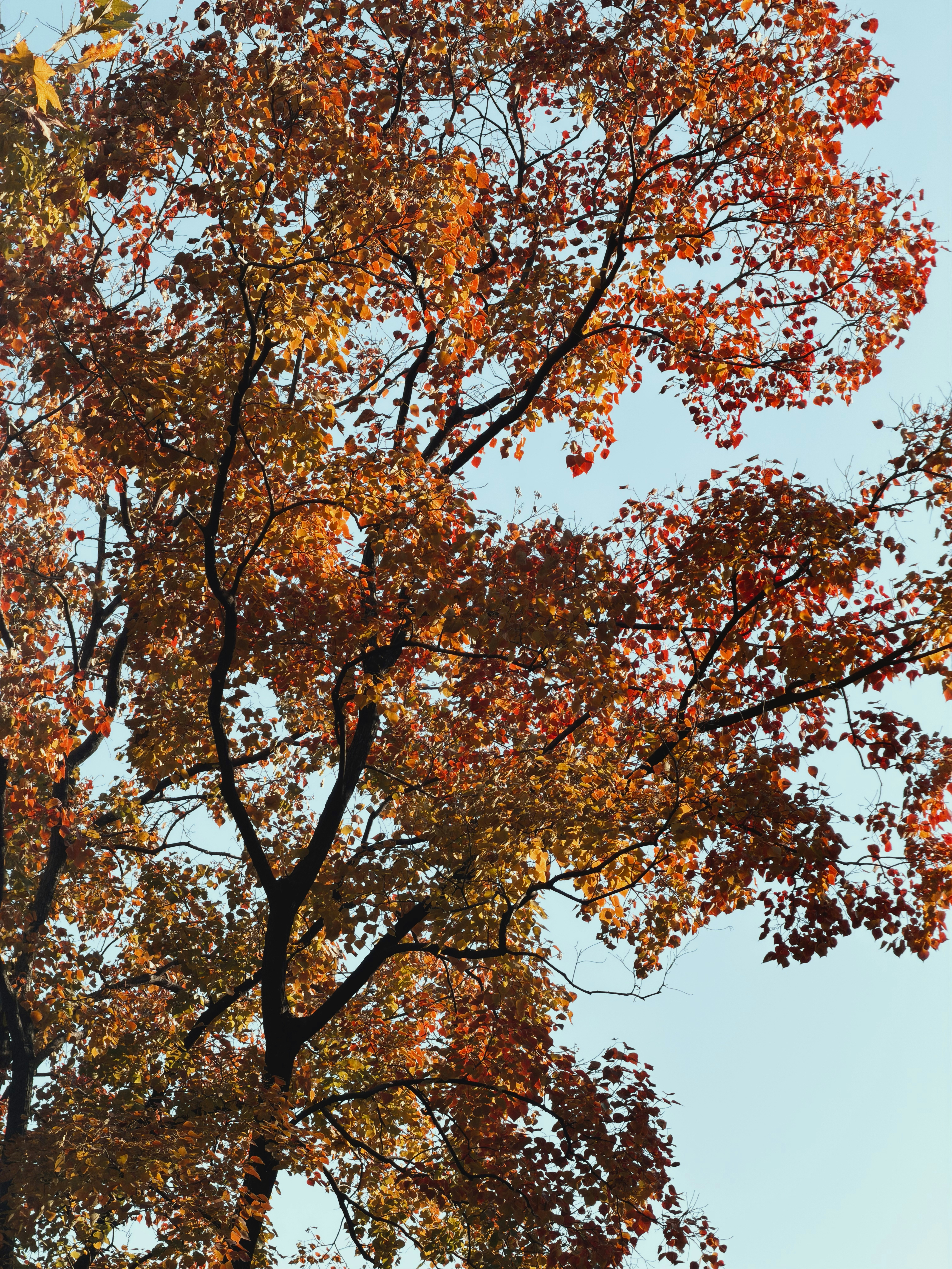 Autumn Canopy: Crimson Leaves Against Blue Sky