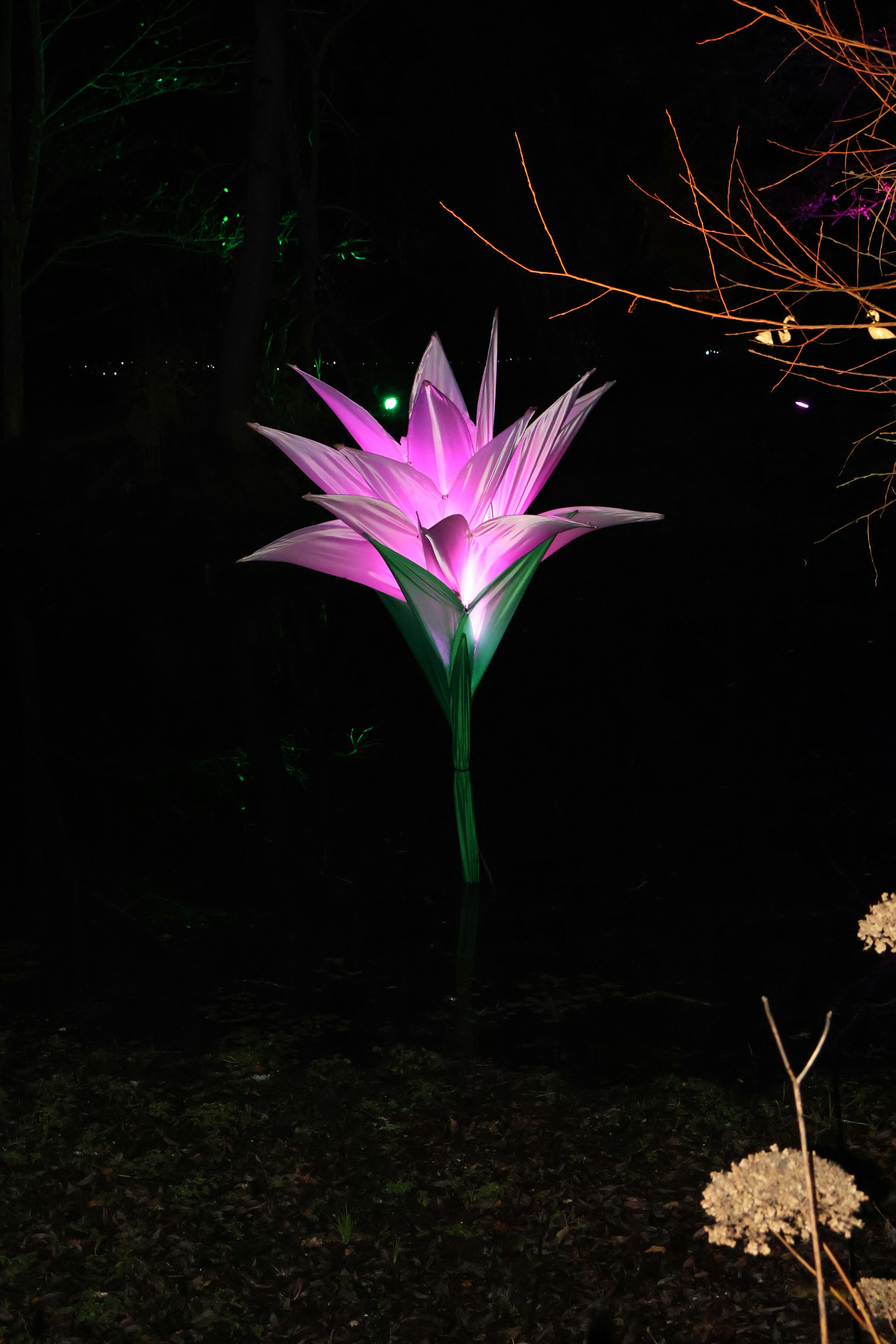 Photo by Bruce Barrow with Canon EOS R50