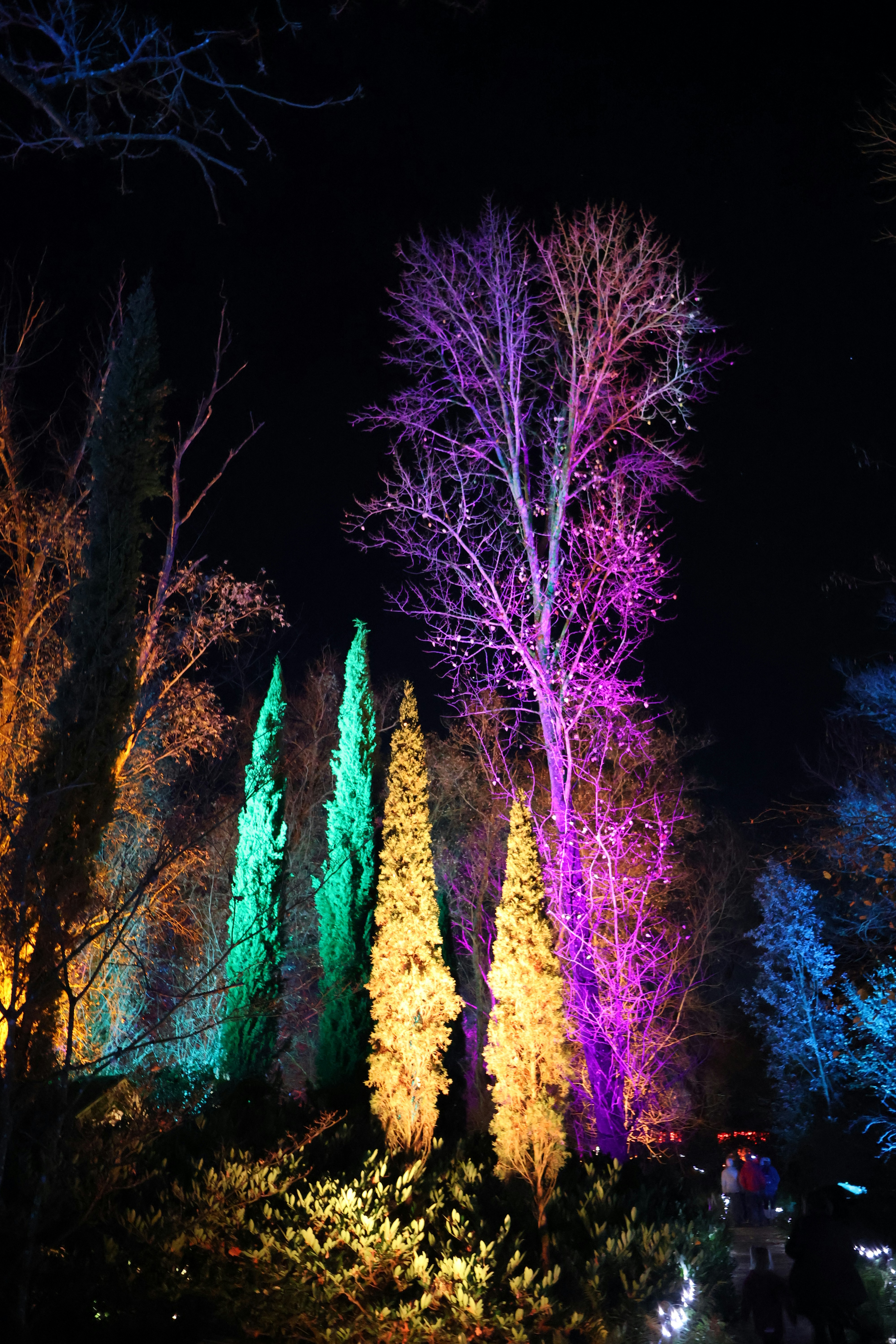 Chromatic Nightfall: Illuminated Trees Framing a Velvet Sky