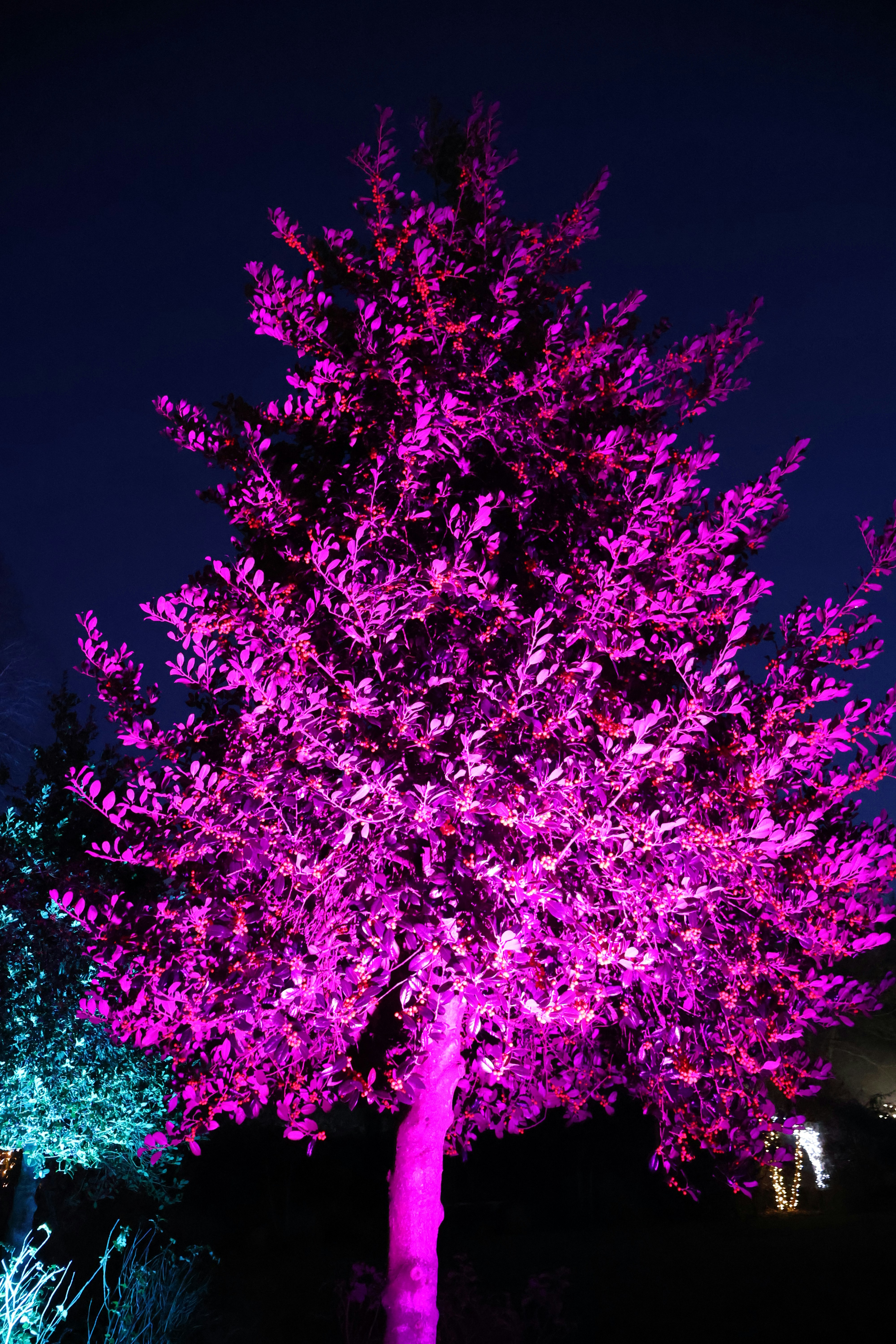Neon Night Bloom: A Plum-Illuminated Tree Under Velvet Sky