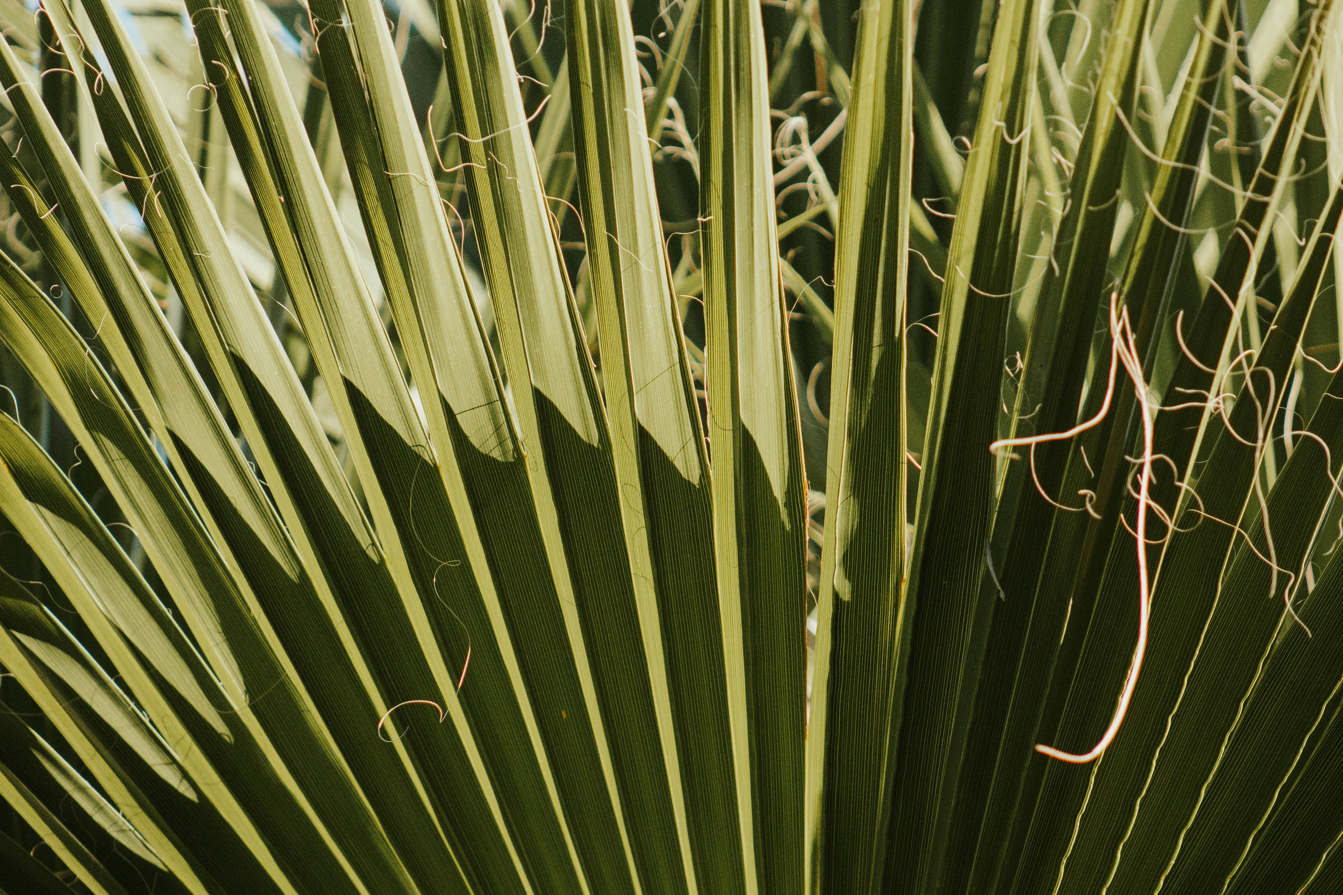 Spiral Green: A Close-Up of Desert Palm Leaves