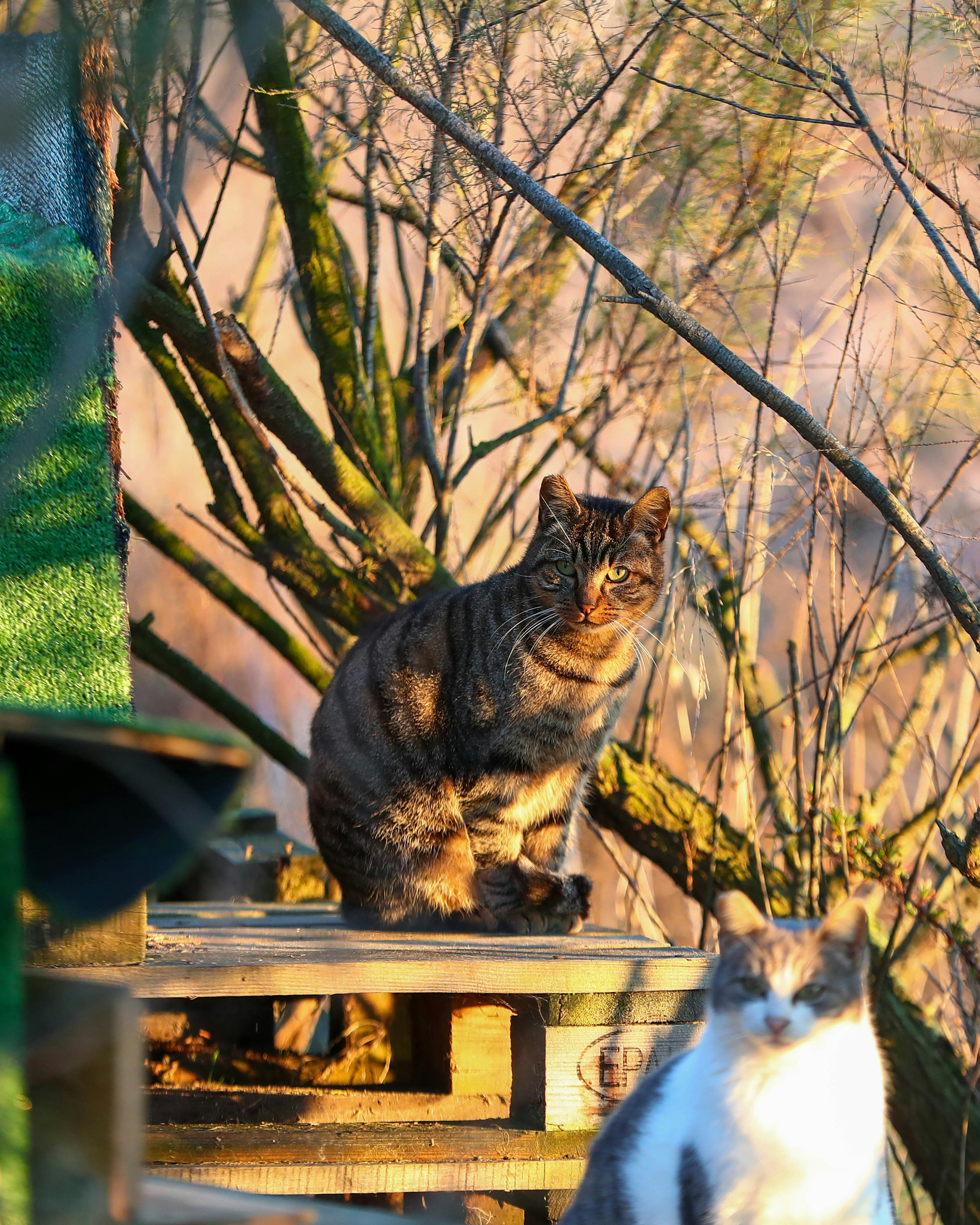 Sunlit Cat on a Wooden Platform Amid Winter Branches
