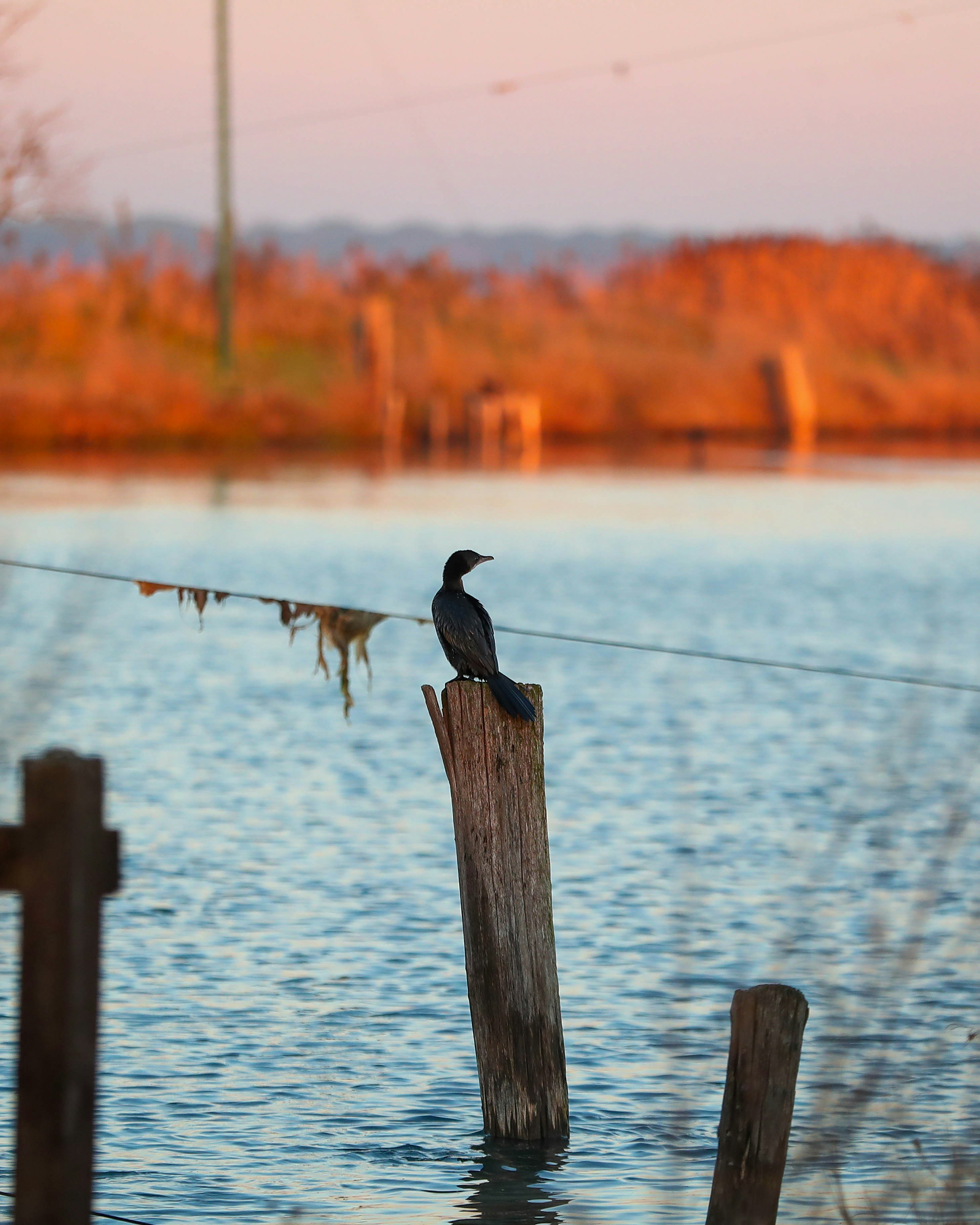 Solitary Cormorant on a Weathered Pile at Dusk