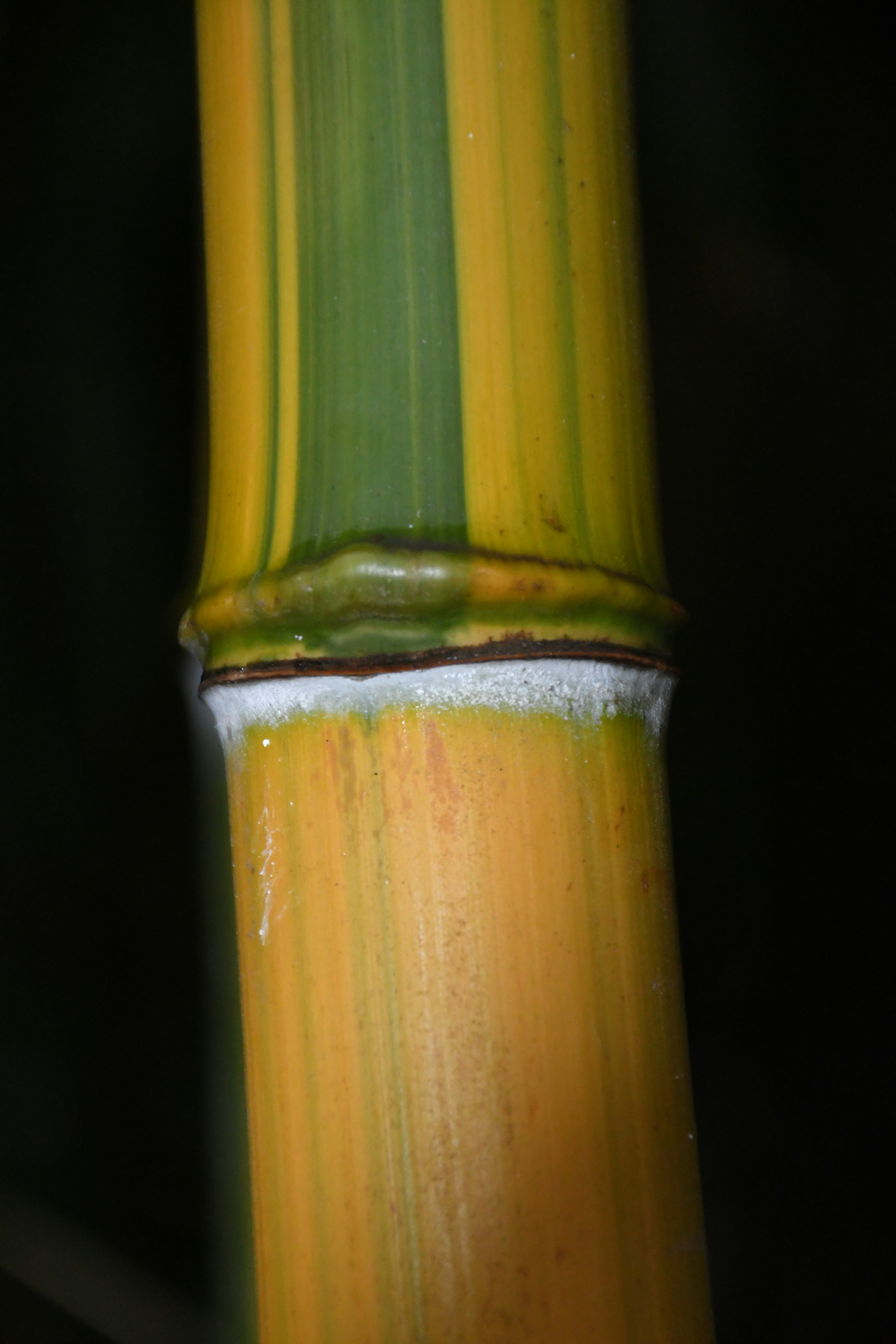 Photo by Scar Tissue with Nikon D7500