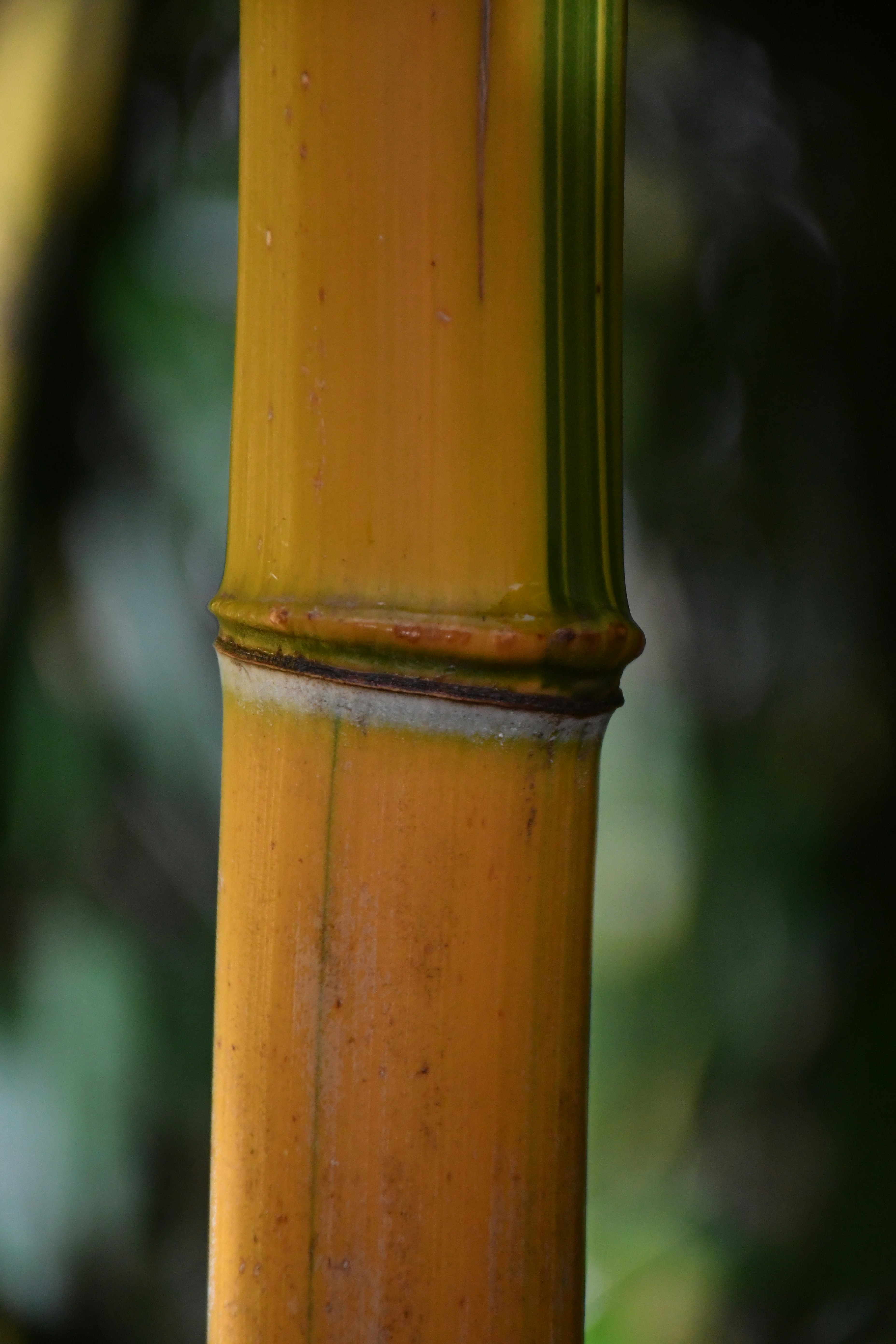 Photo by Scar Tissue with Nikon D7500