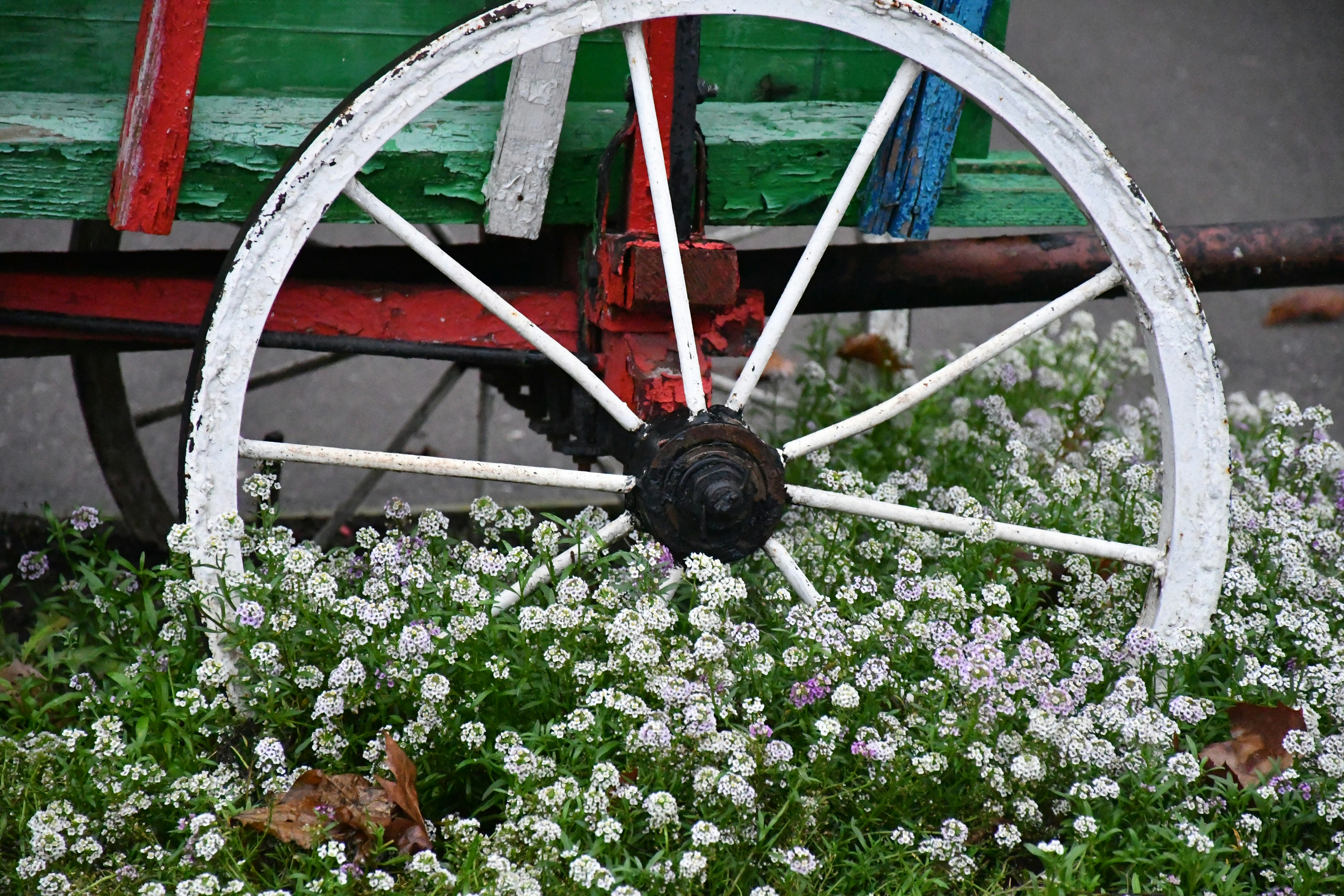 Photo by Scar Tissue with Nikon D7500