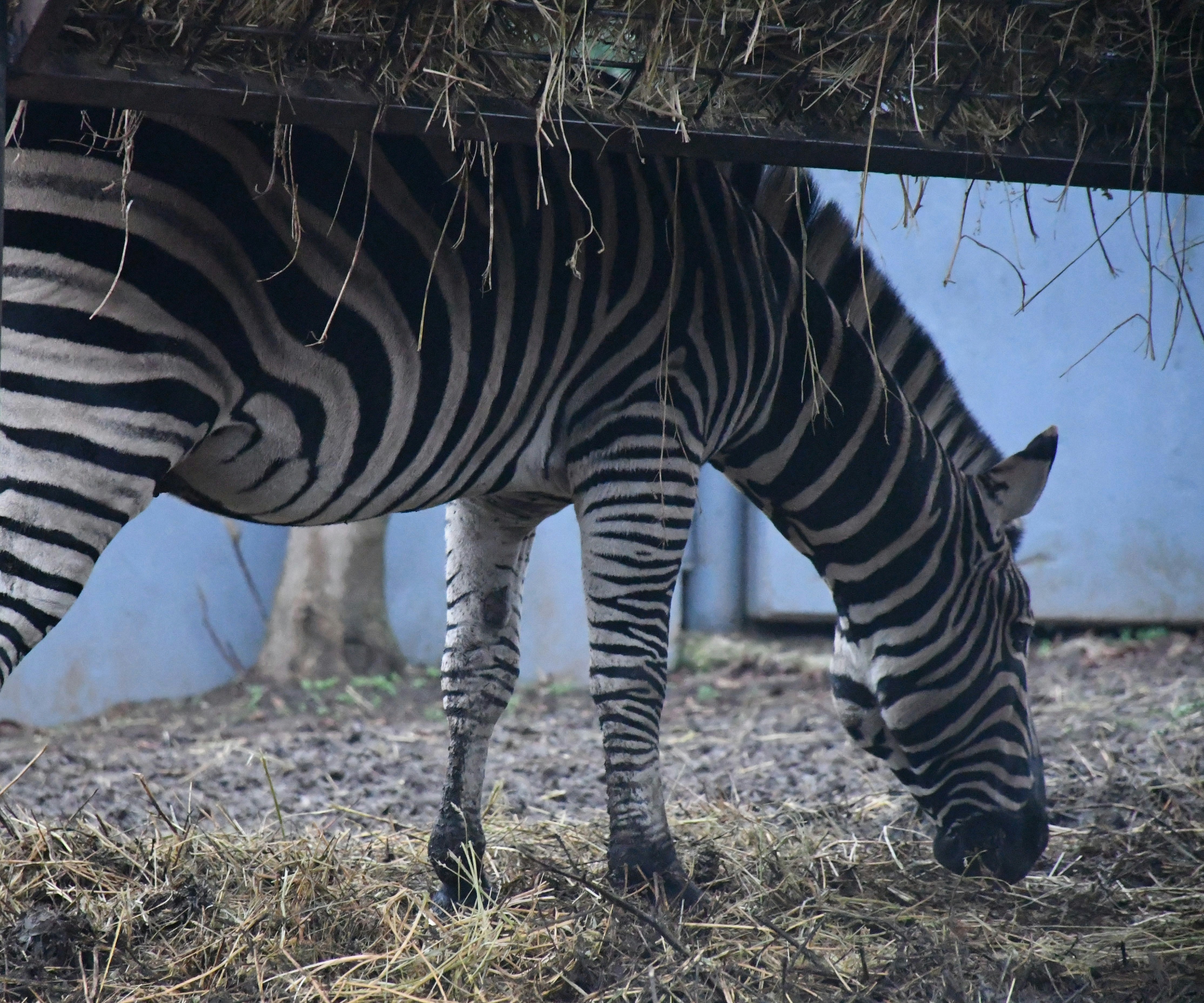 Photo by Scar Tissue with Nikon D7500