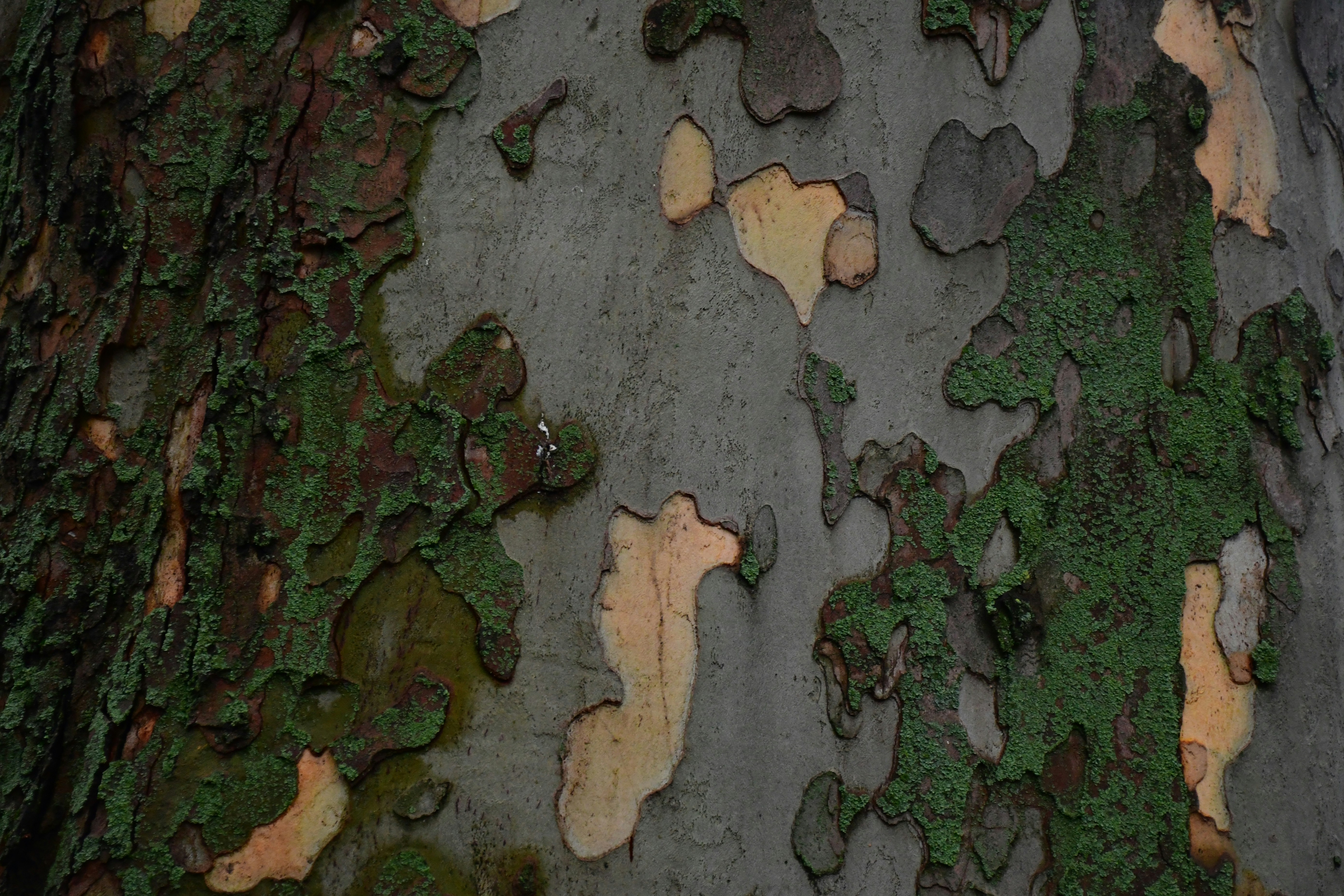 Moss-Cpeled Bark: Abstract Camouflage Portrait in Dappled Light