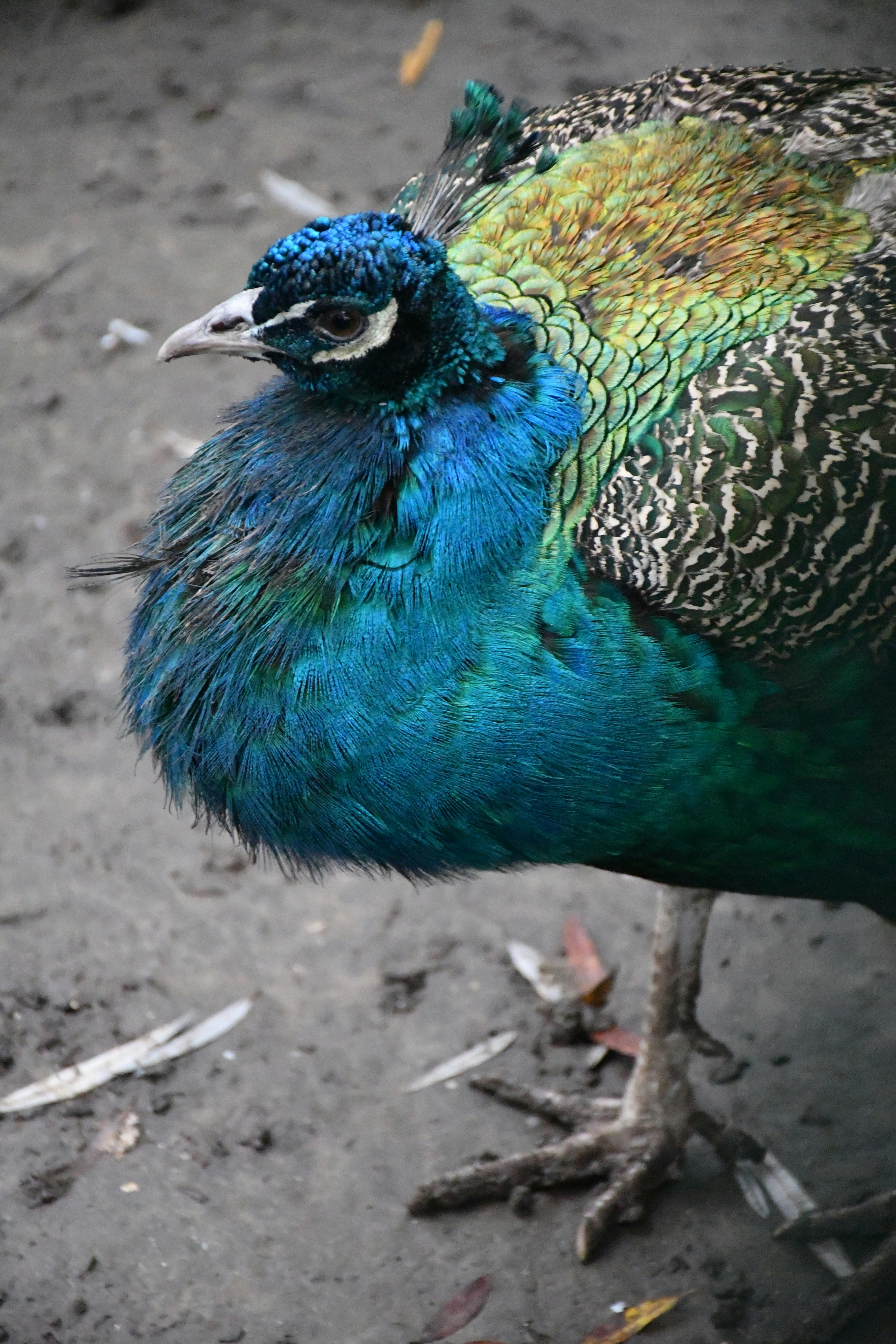 Photo by Scar Tissue with Nikon D7500