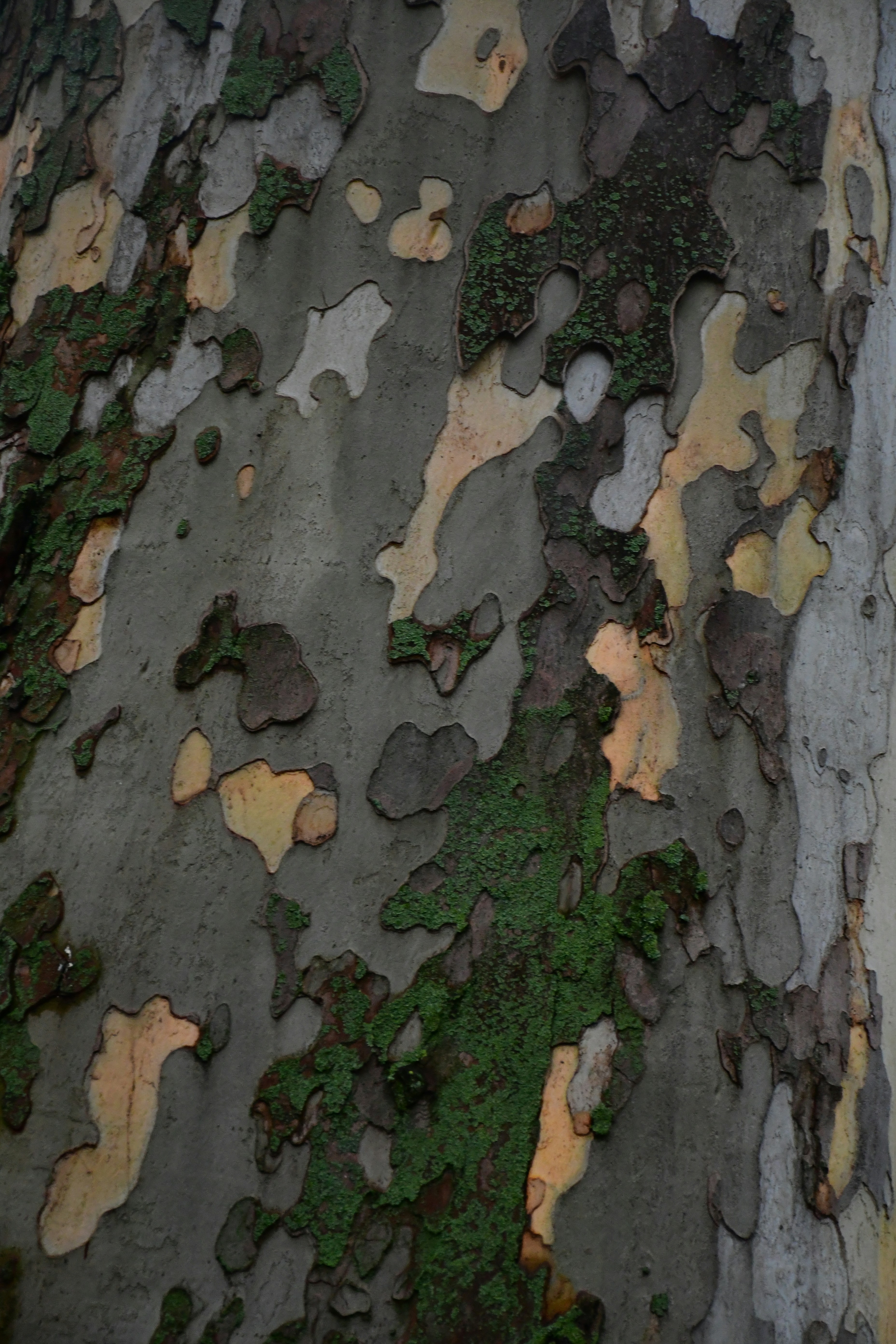Camouflage Bark: Mossy Patches on Rough Trunk