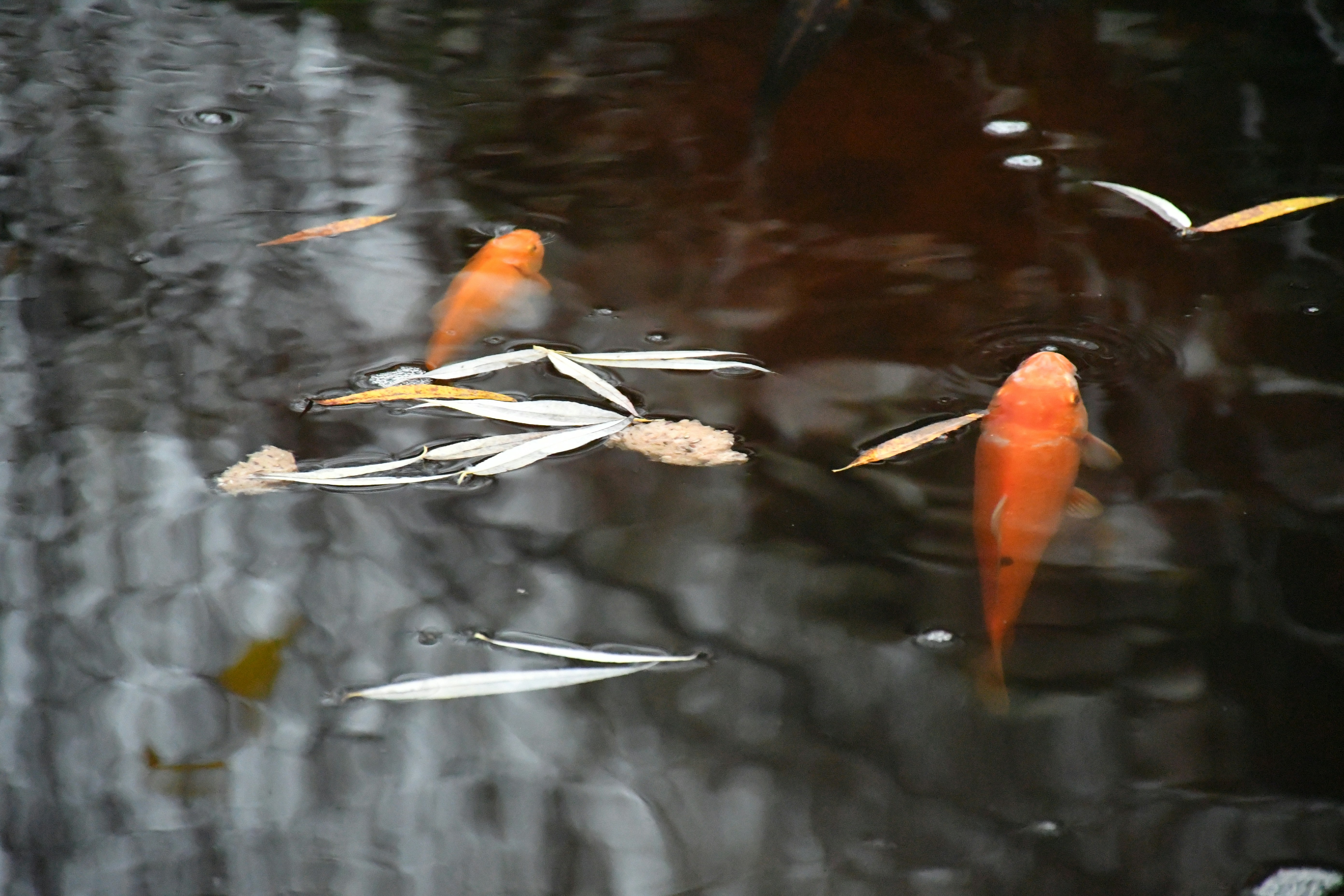 Orange Koi Drift in Quiet Water with Floating Debris