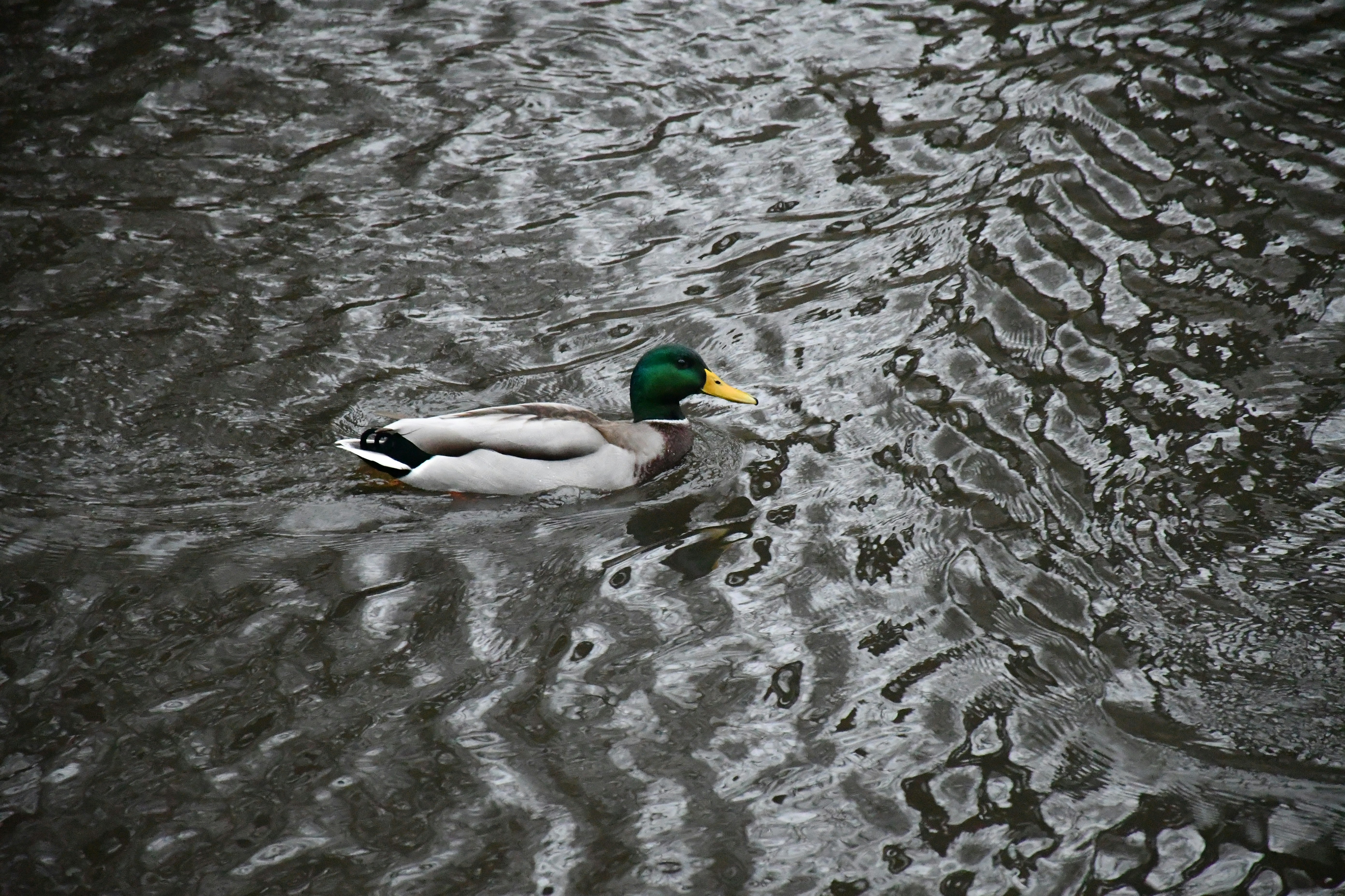 Photo by Scar Tissue with Nikon D7500