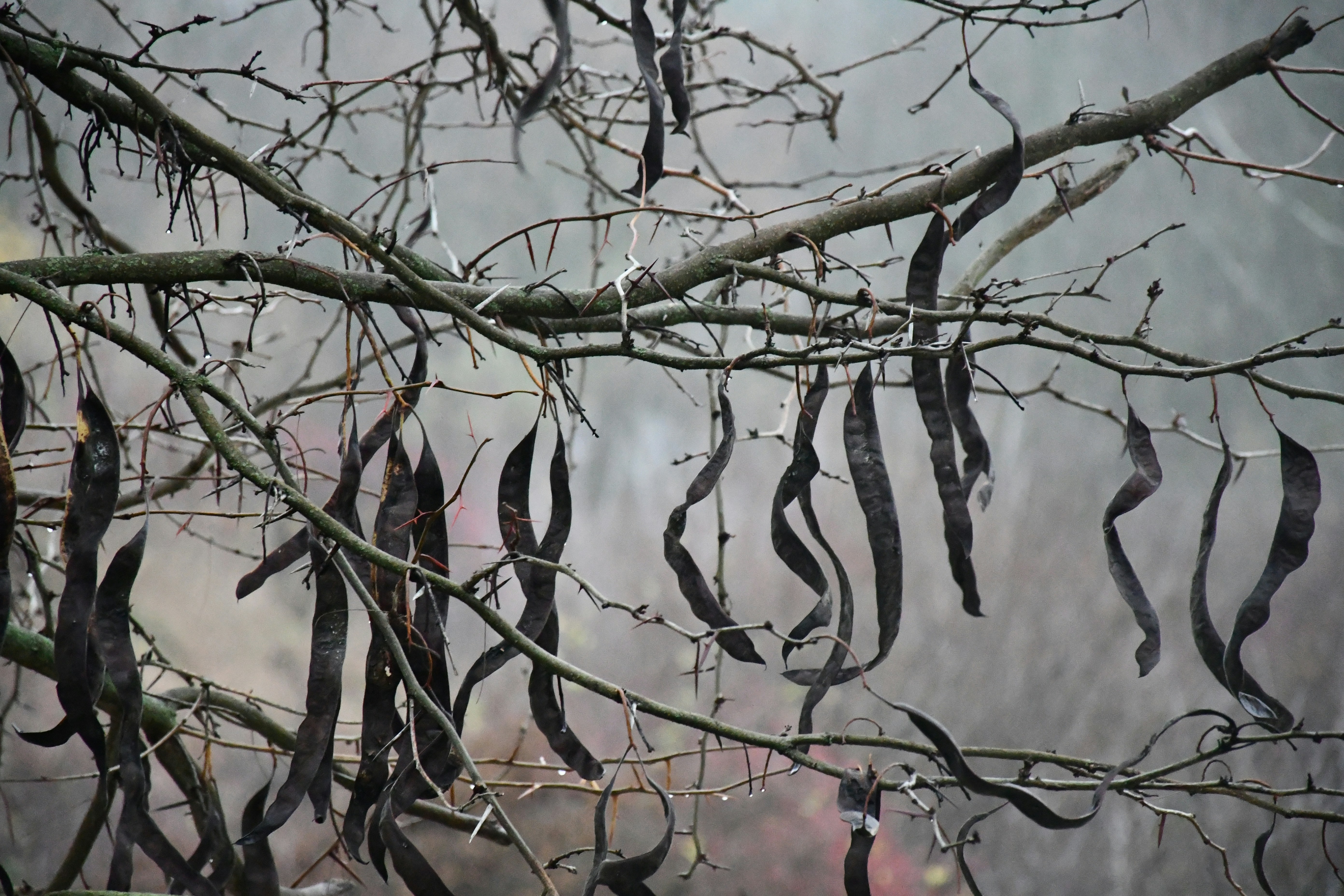 Photo by Scar Tissue with Nikon D7500