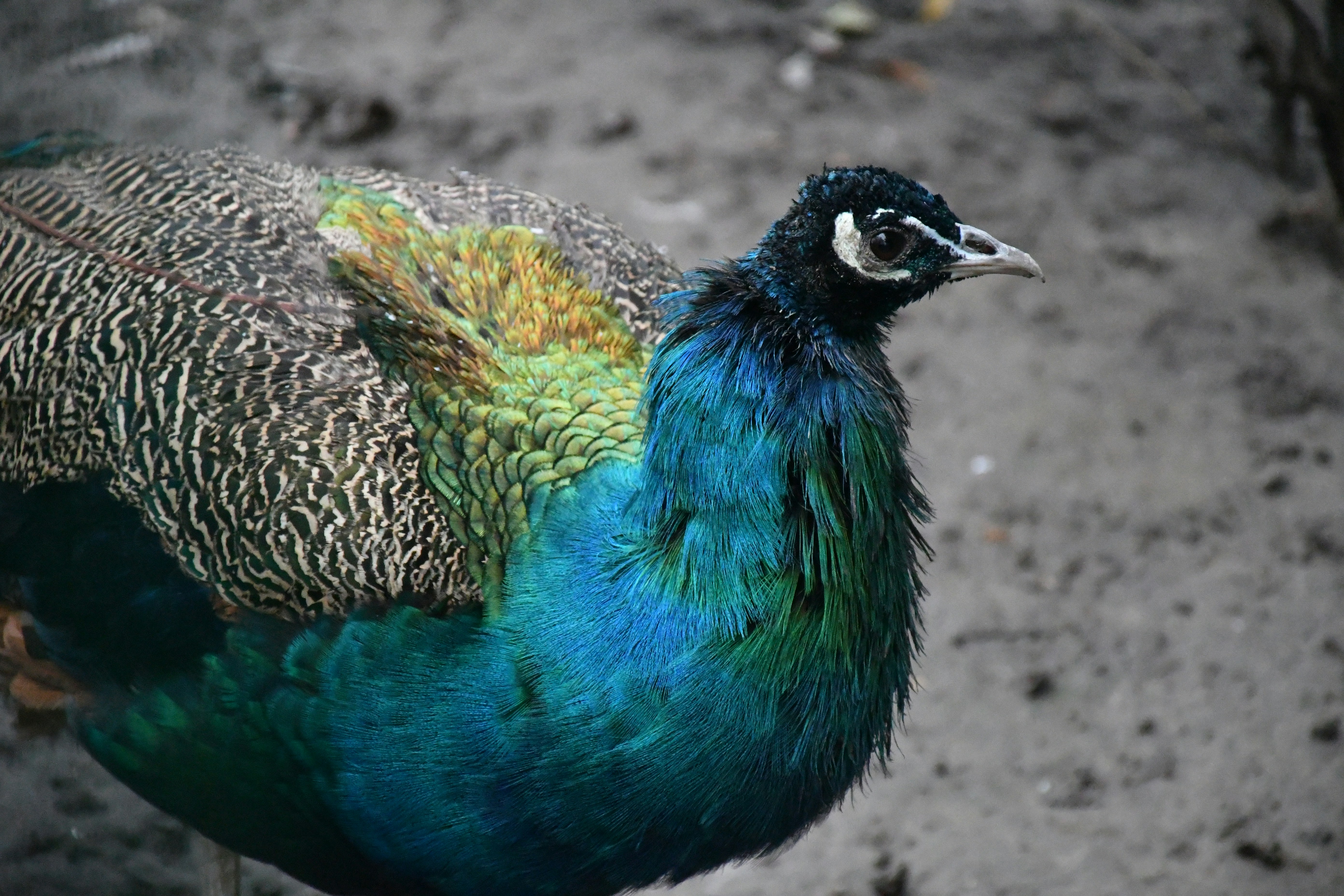 Crowned in Color: A Peafowl Pauses in the Mud