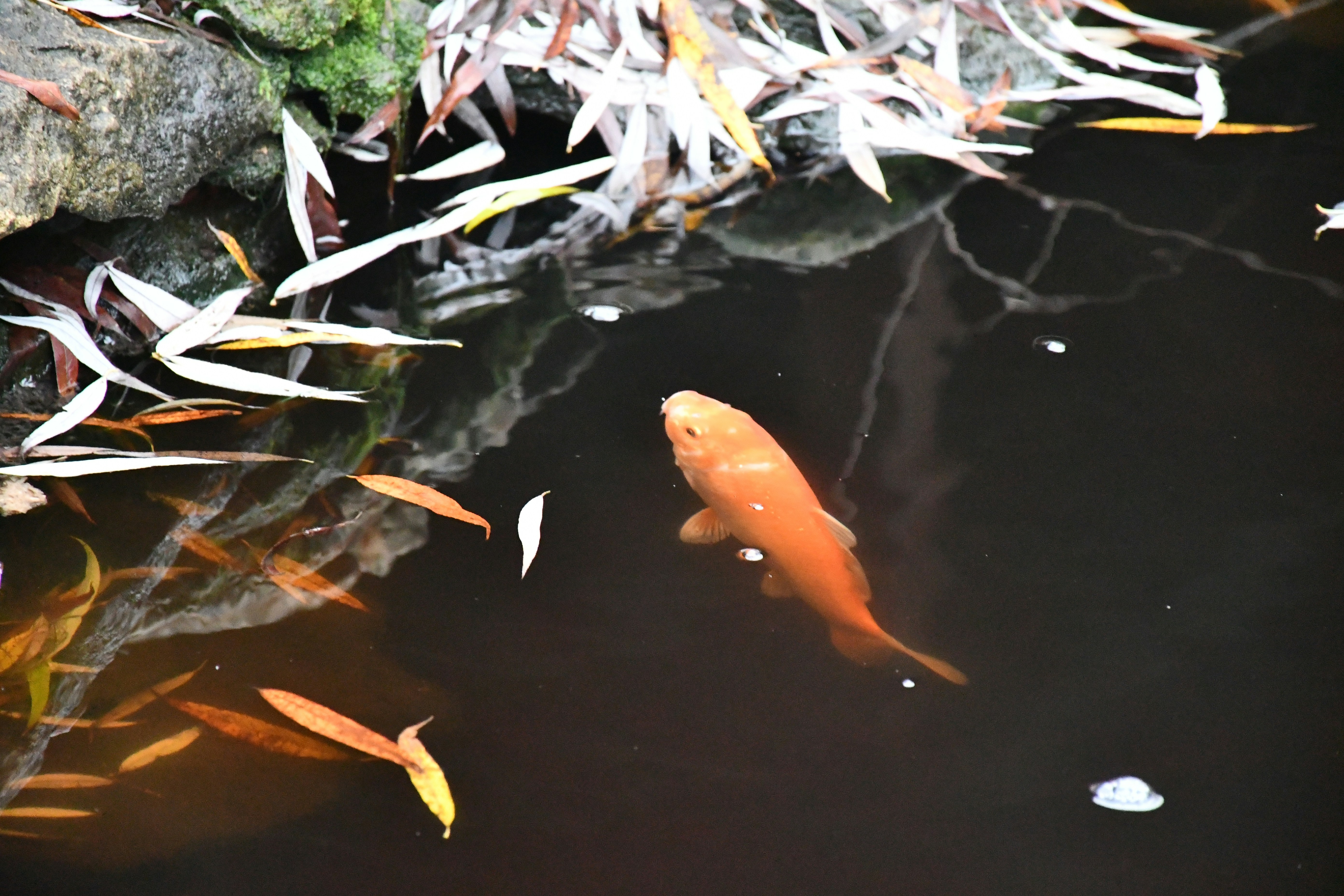 Golden koi drifting through a shadowed pond