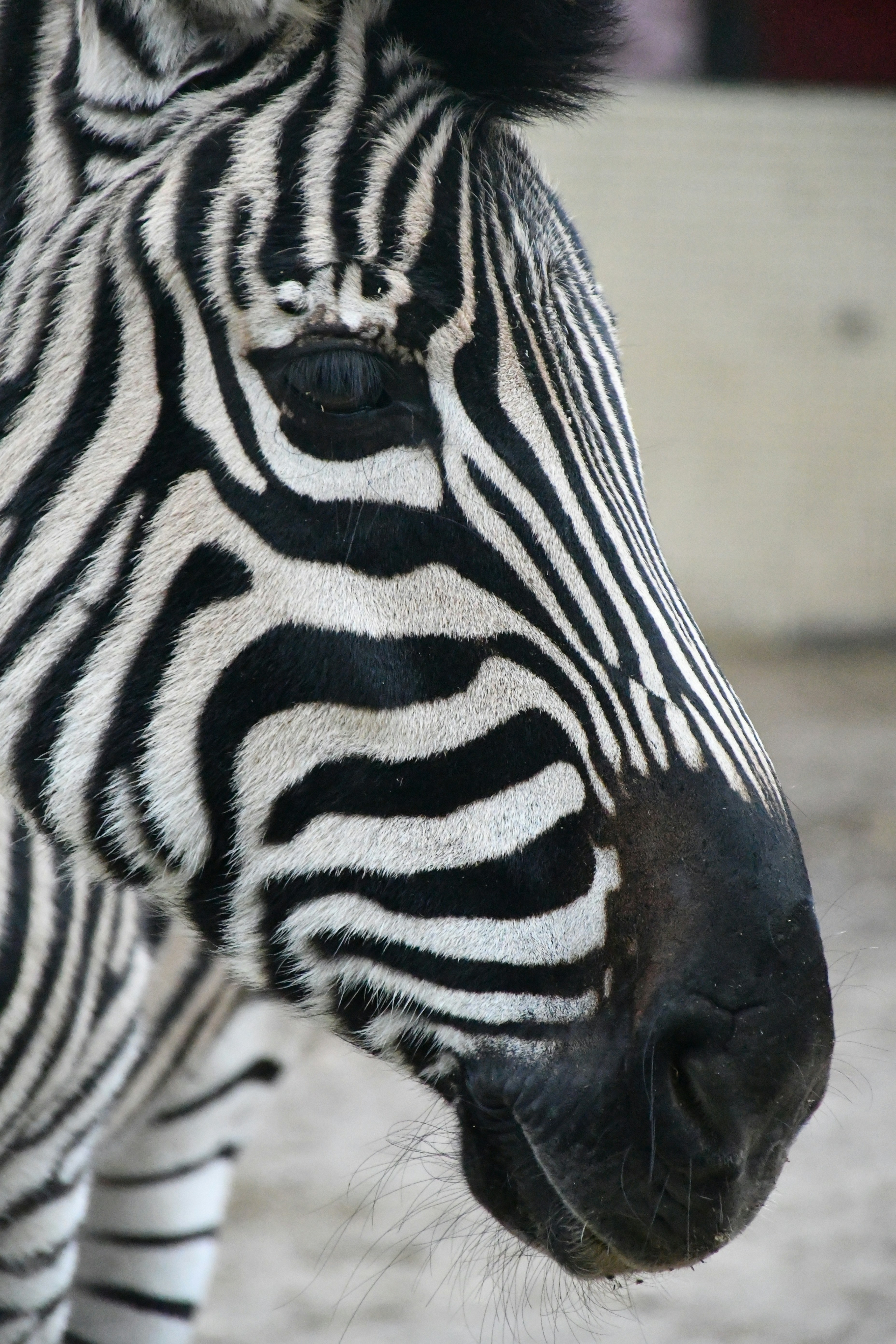 Zebra close-up: stripe pattern, eye and muzzle in soft coastal light
