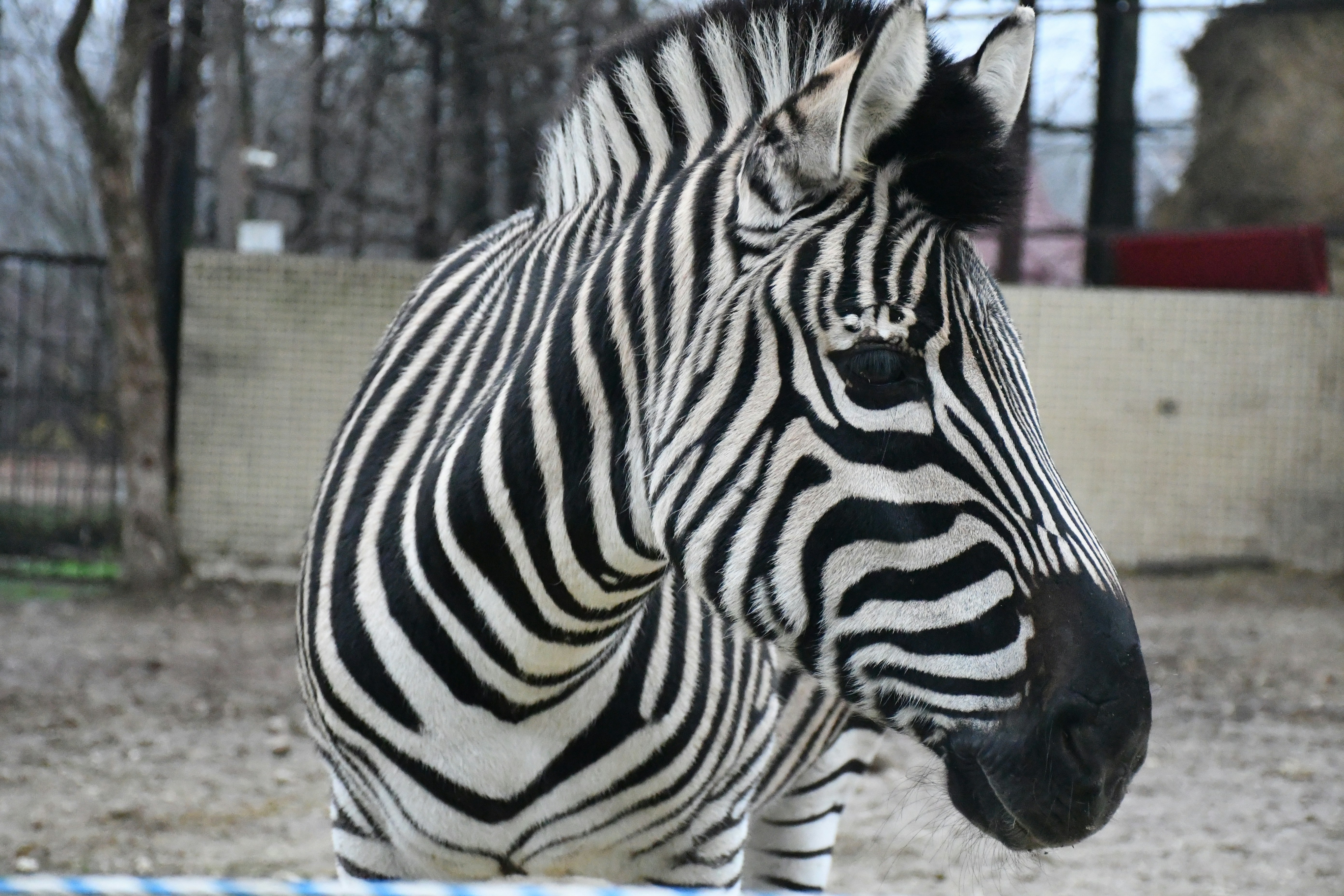 Zebra Portrait: Stripes in Focus at the Enclosure Gate