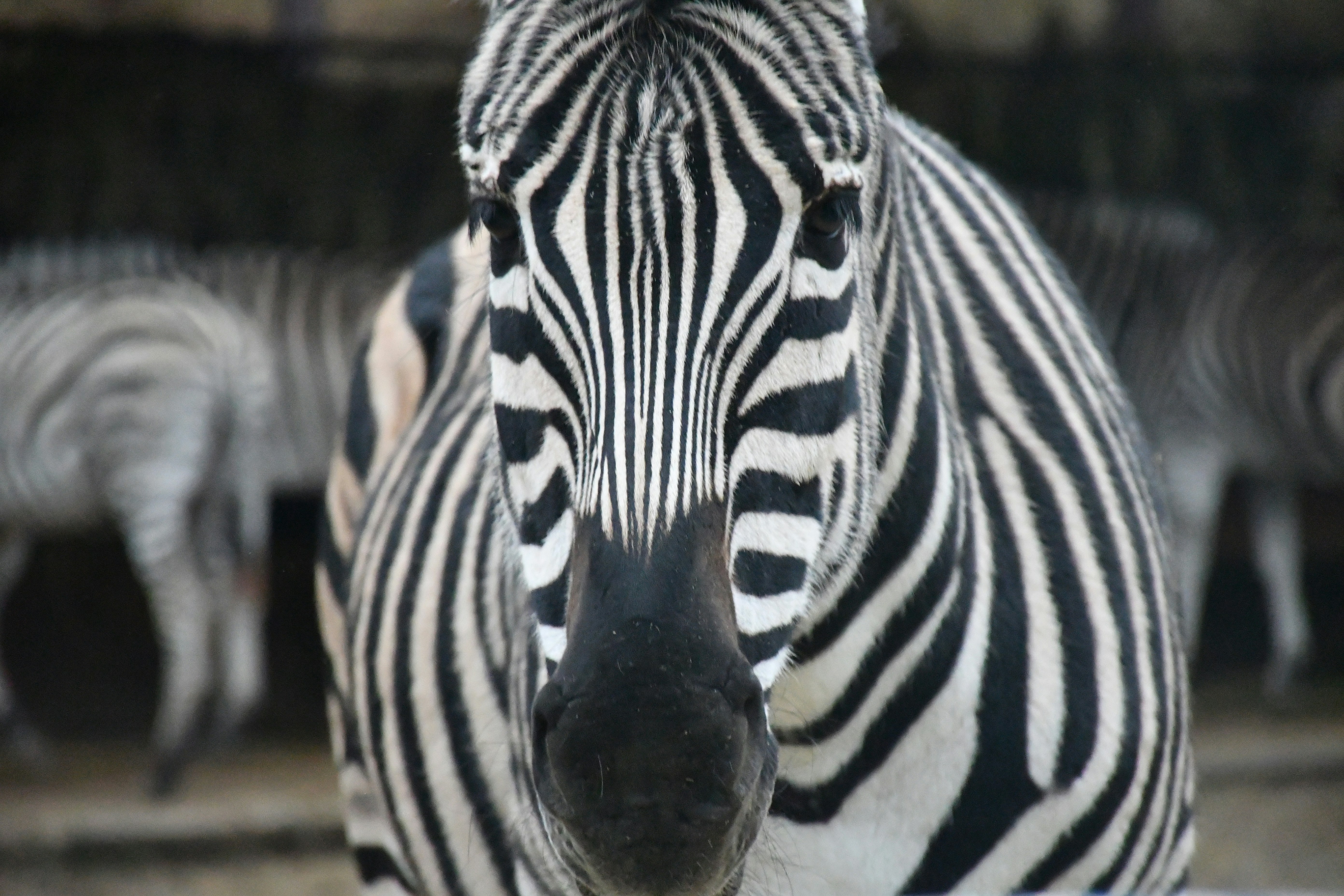 Photo by Scar Tissue with Nikon D7500