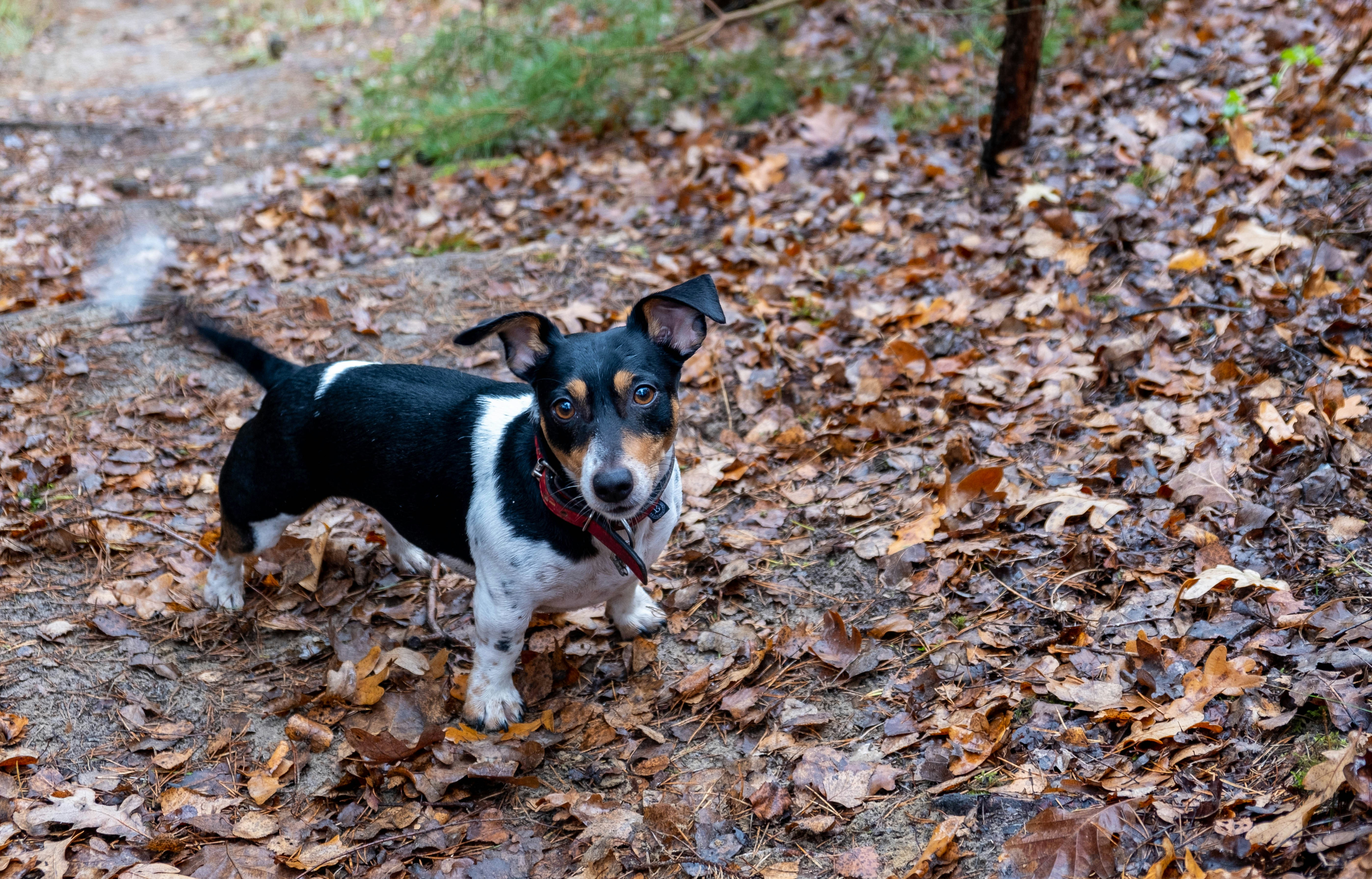 Jack Russel Terrier playing in the leaves. Autumn 2025 in Mescherin, Germany.