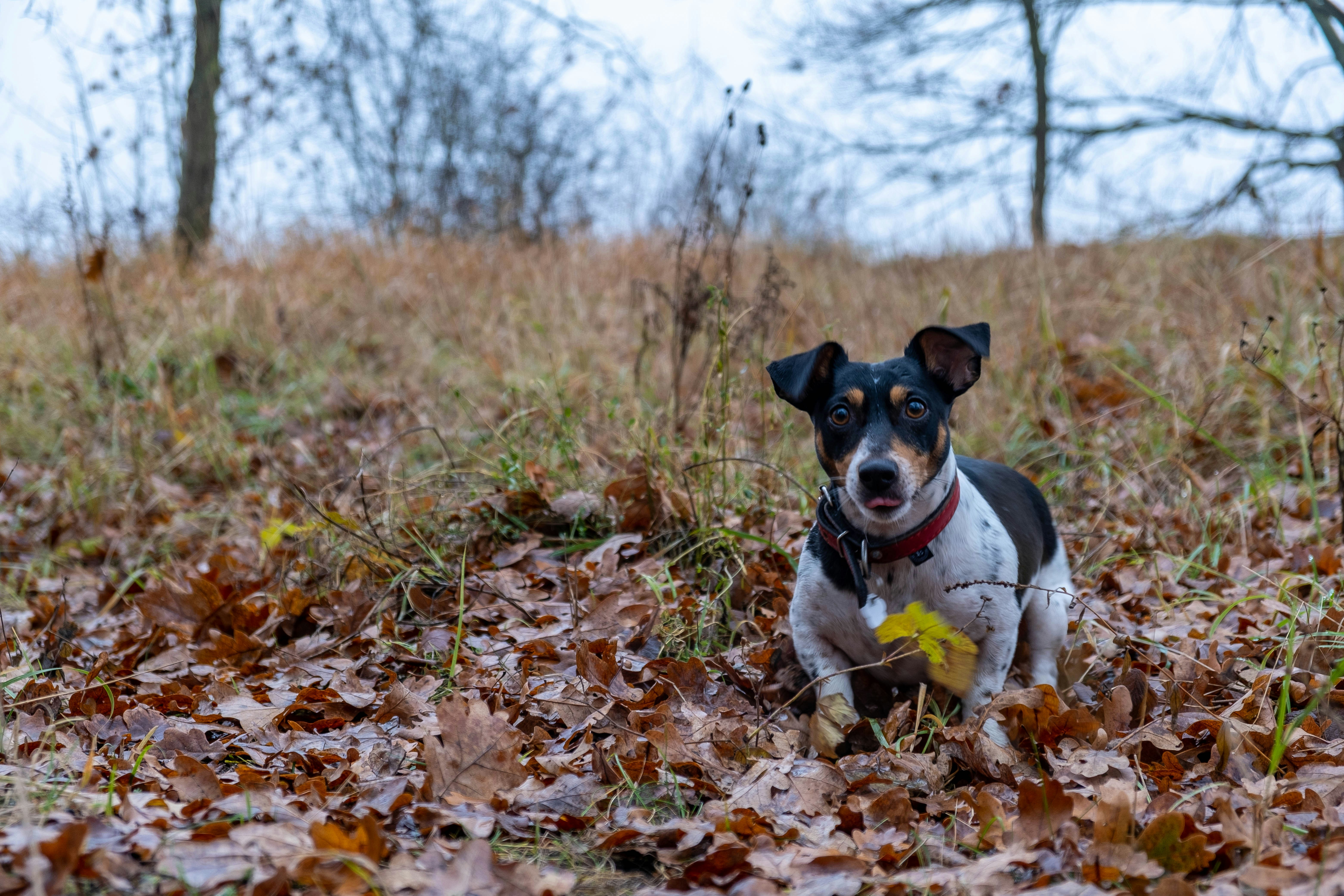Jack Russel Terrier playing in the leaves. Autumn 2025 in Mescherin, Germany.